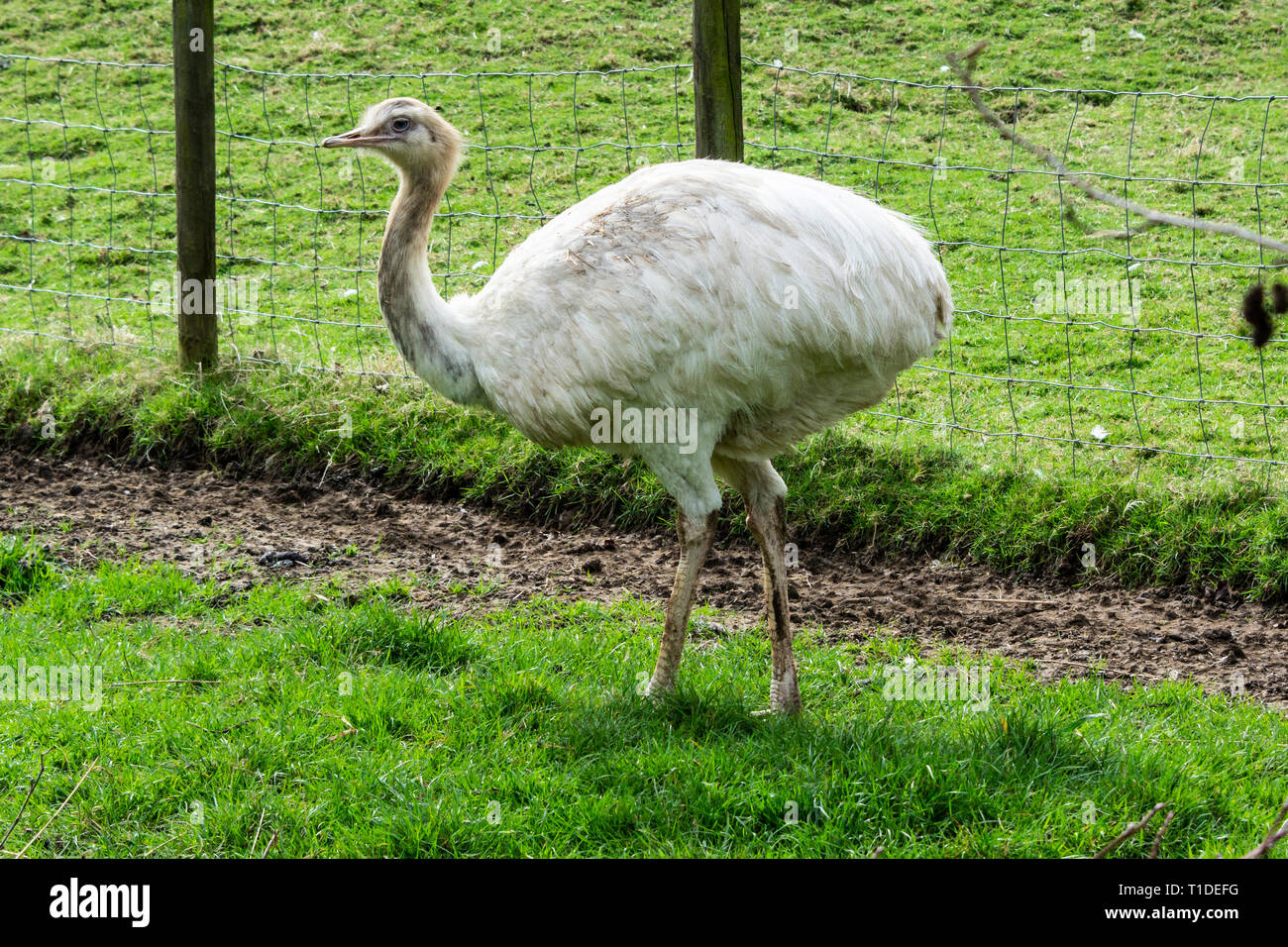 Rhea Farm High Resolution Stock Photography and Images - Alamy
