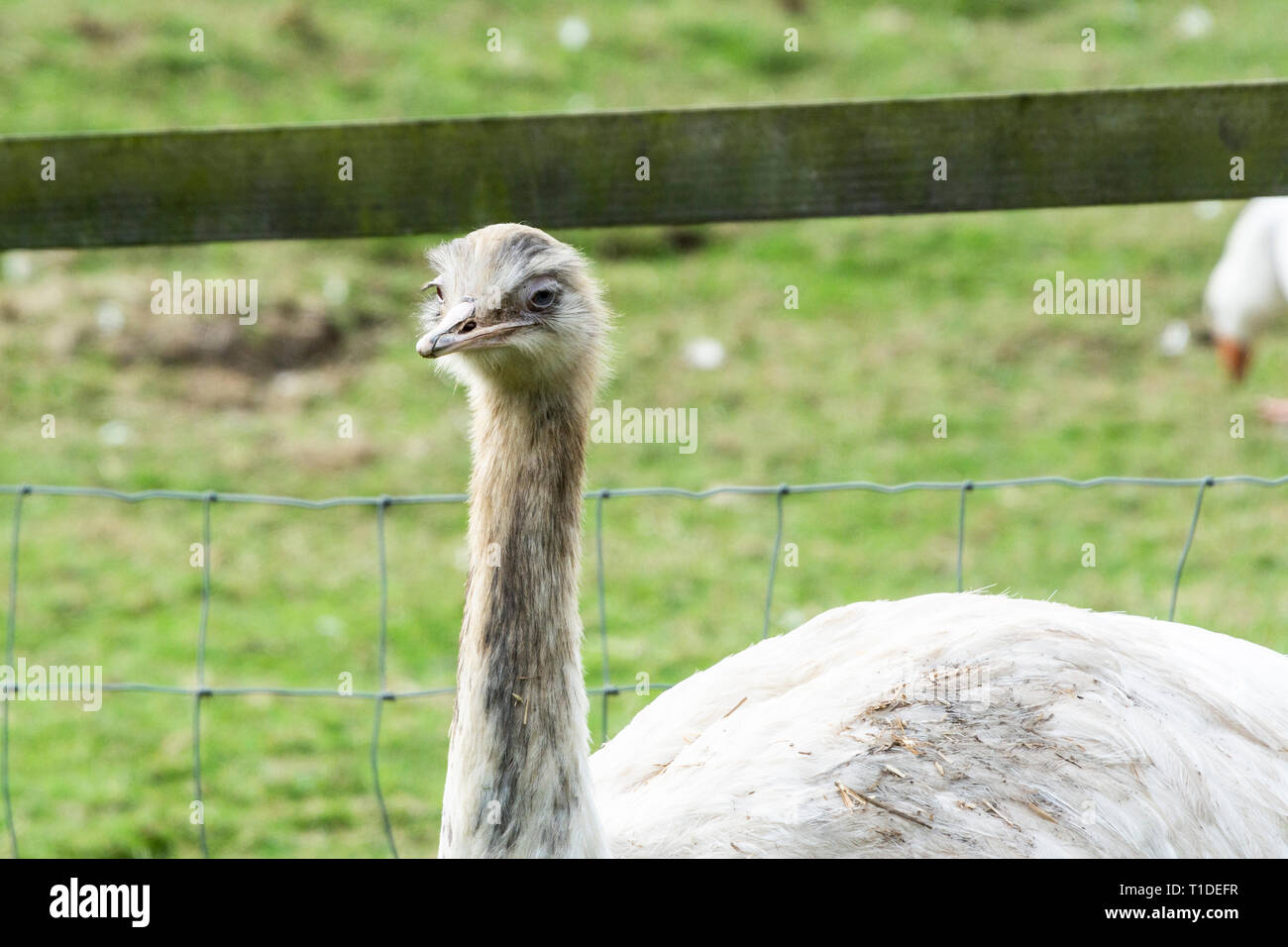 A rhea at Thrift Farm, Buckinghshire Stock Photo - Alamy