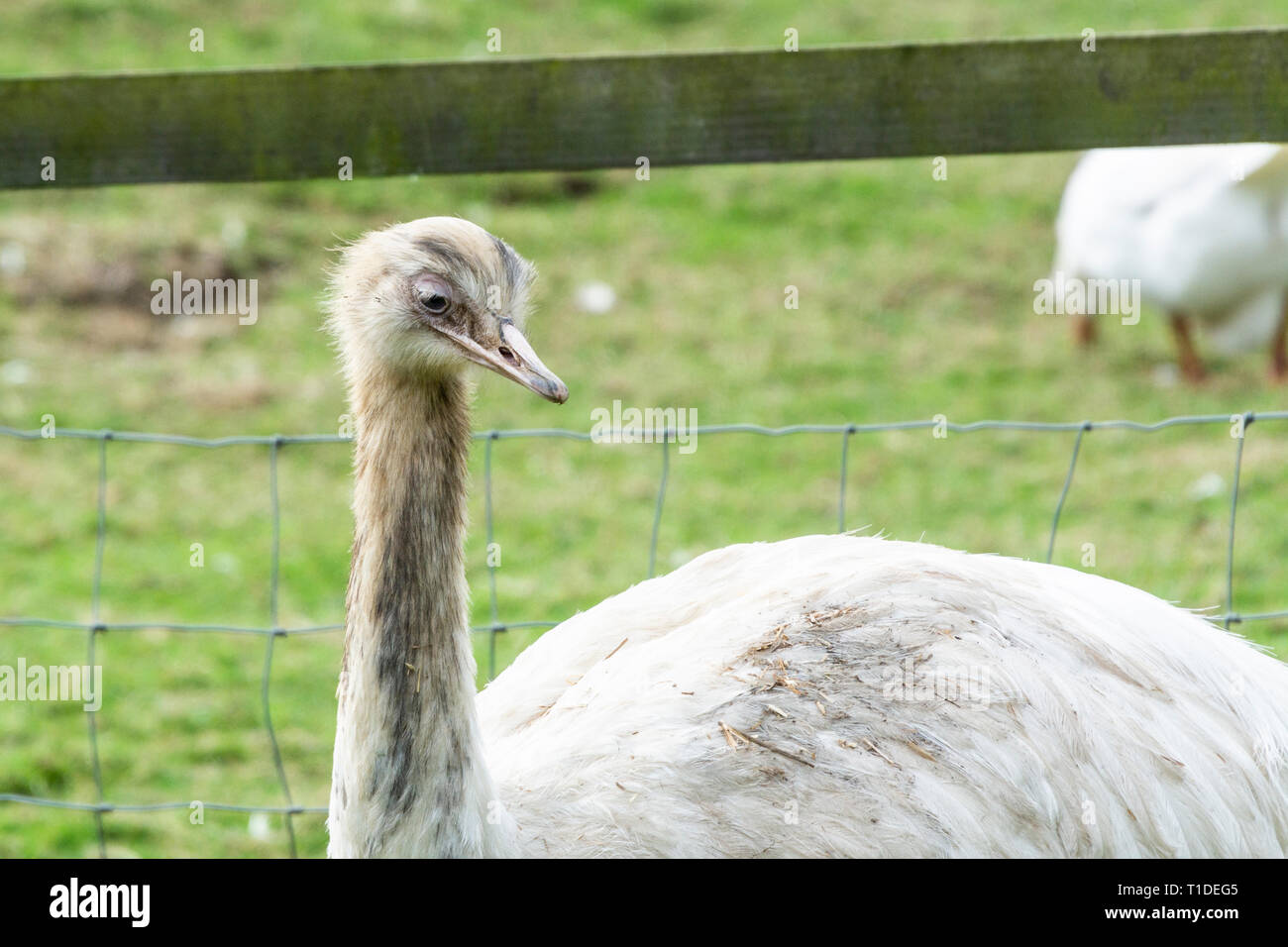 A rhea at Thrift Farm, Buckinghshire Stock Photo - Alamy