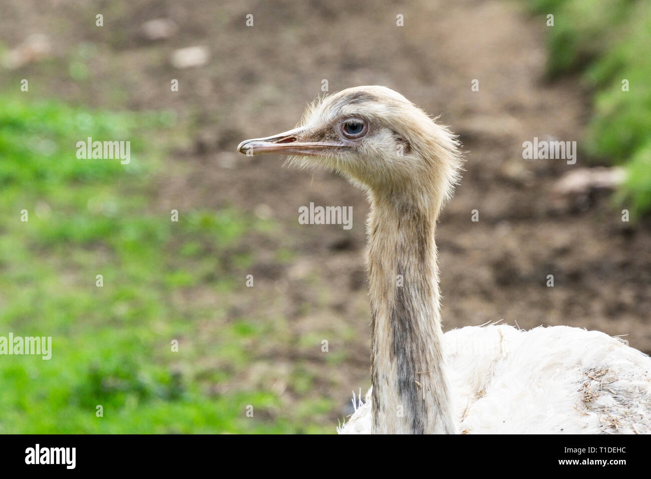 Rhea Farm High Resolution Stock Photography and Images - Alamy