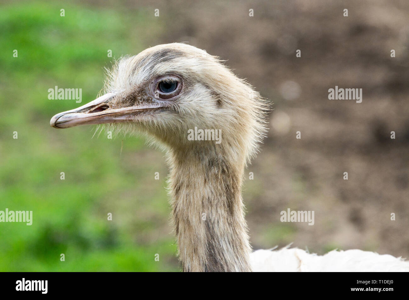 Rhea farm hi-res stock photography and images - Alamy