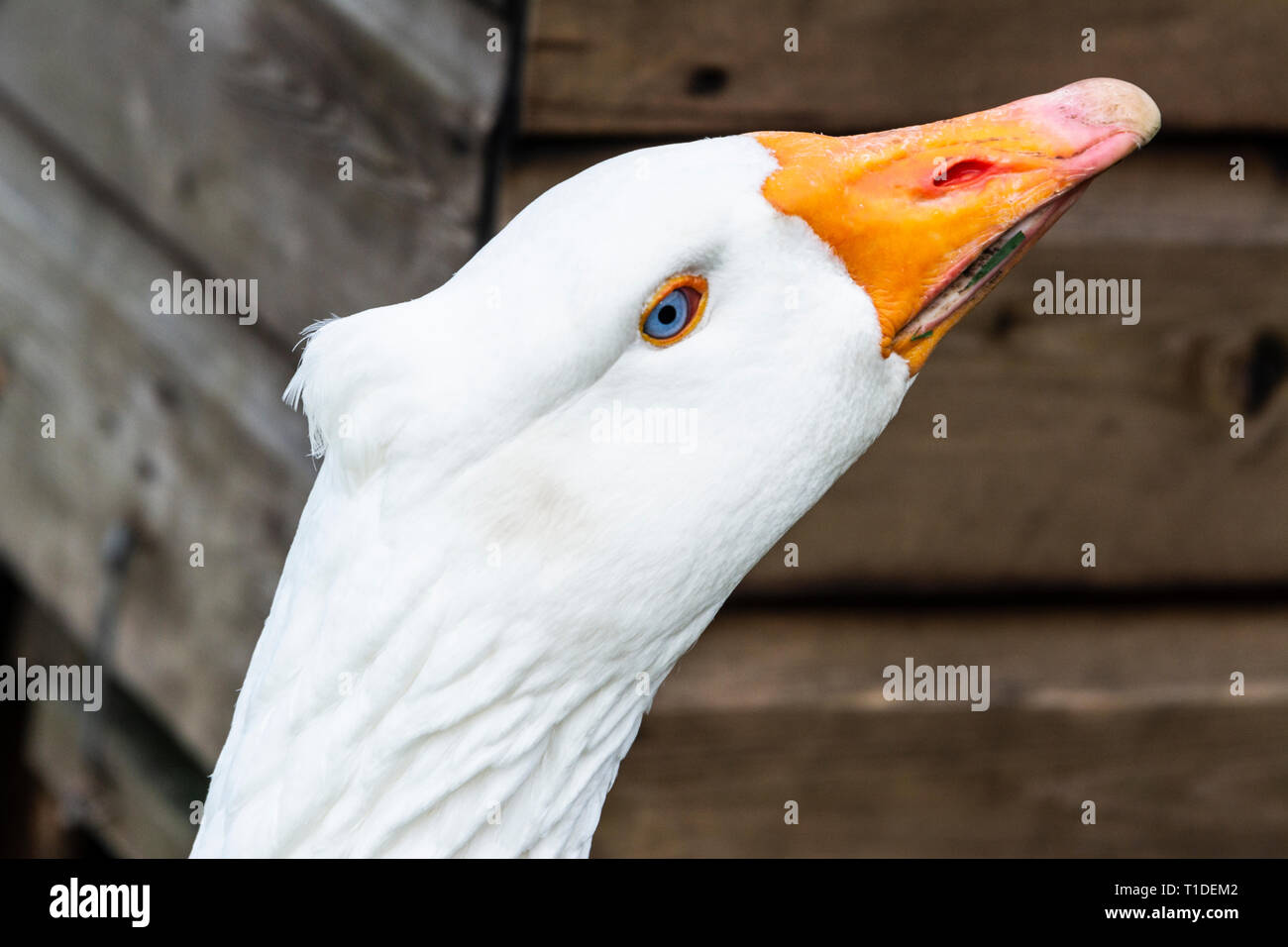 Emden goose hi-res stock photography and images - Alamy