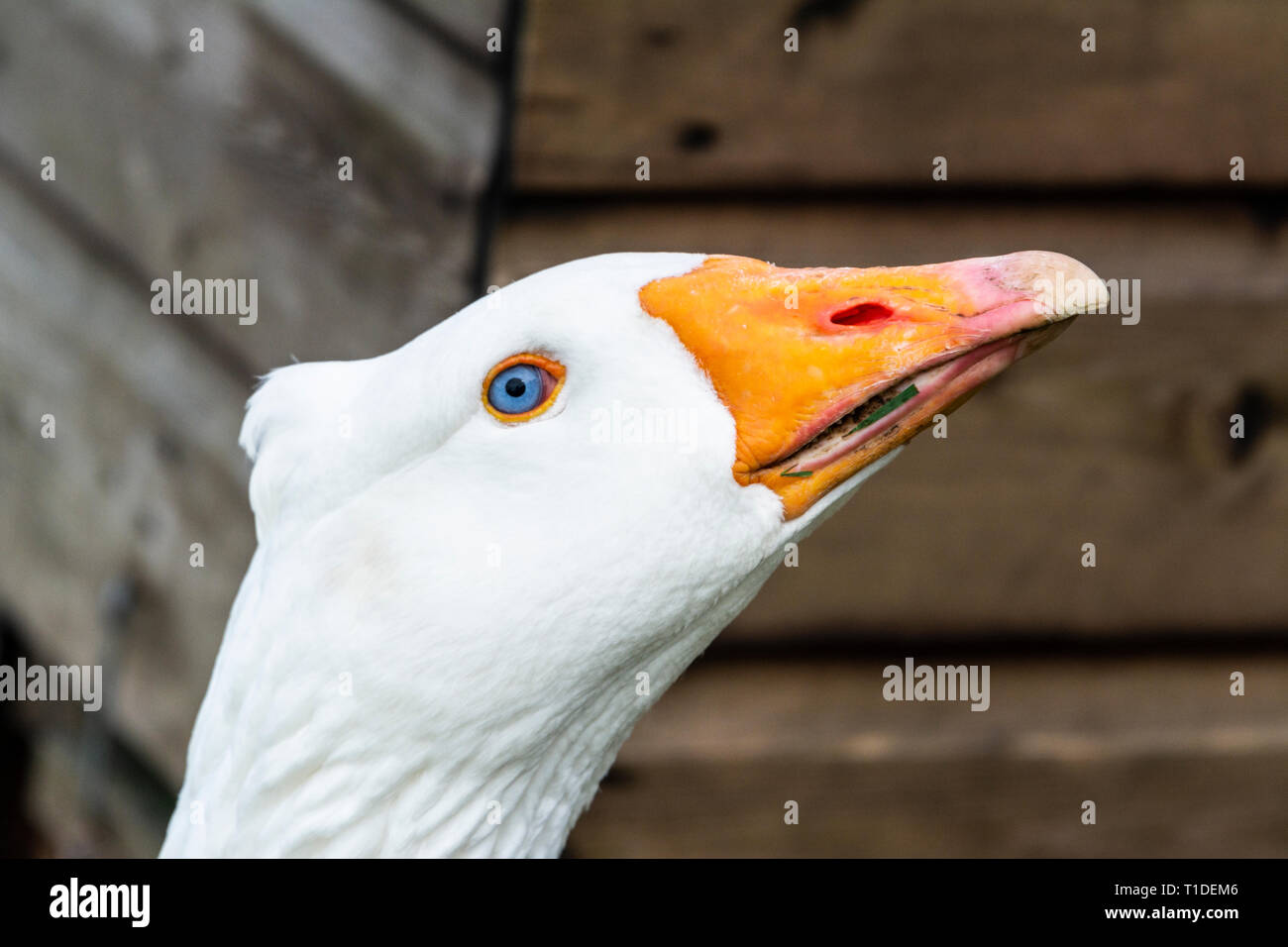 A close up the head of a white Emden Goose Stock Photo - Alamy