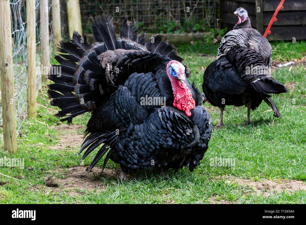 Meleagris gallopavo hi-res stock photography and images - Alamy