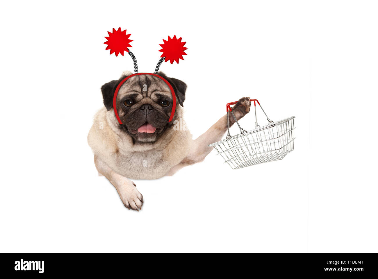 happy smiling pug puppy dog holding up wire metal shopping basket ...
