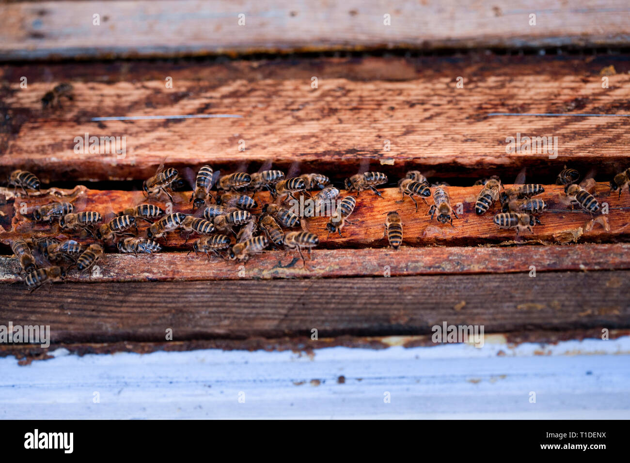 Organic frames hi-res stock photography and images - Alamy