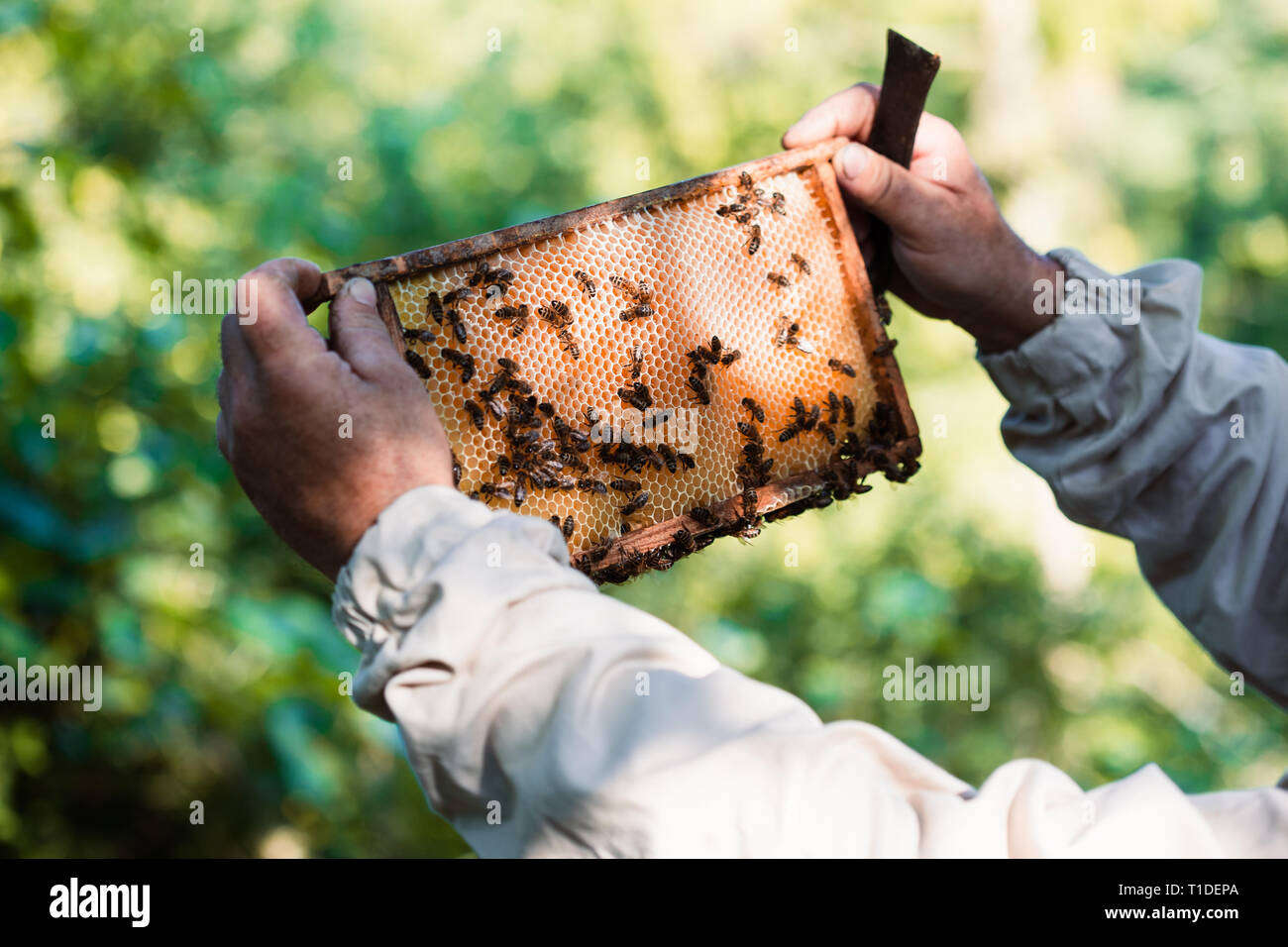 Beekeep hi-res stock photography and images - Alamy
