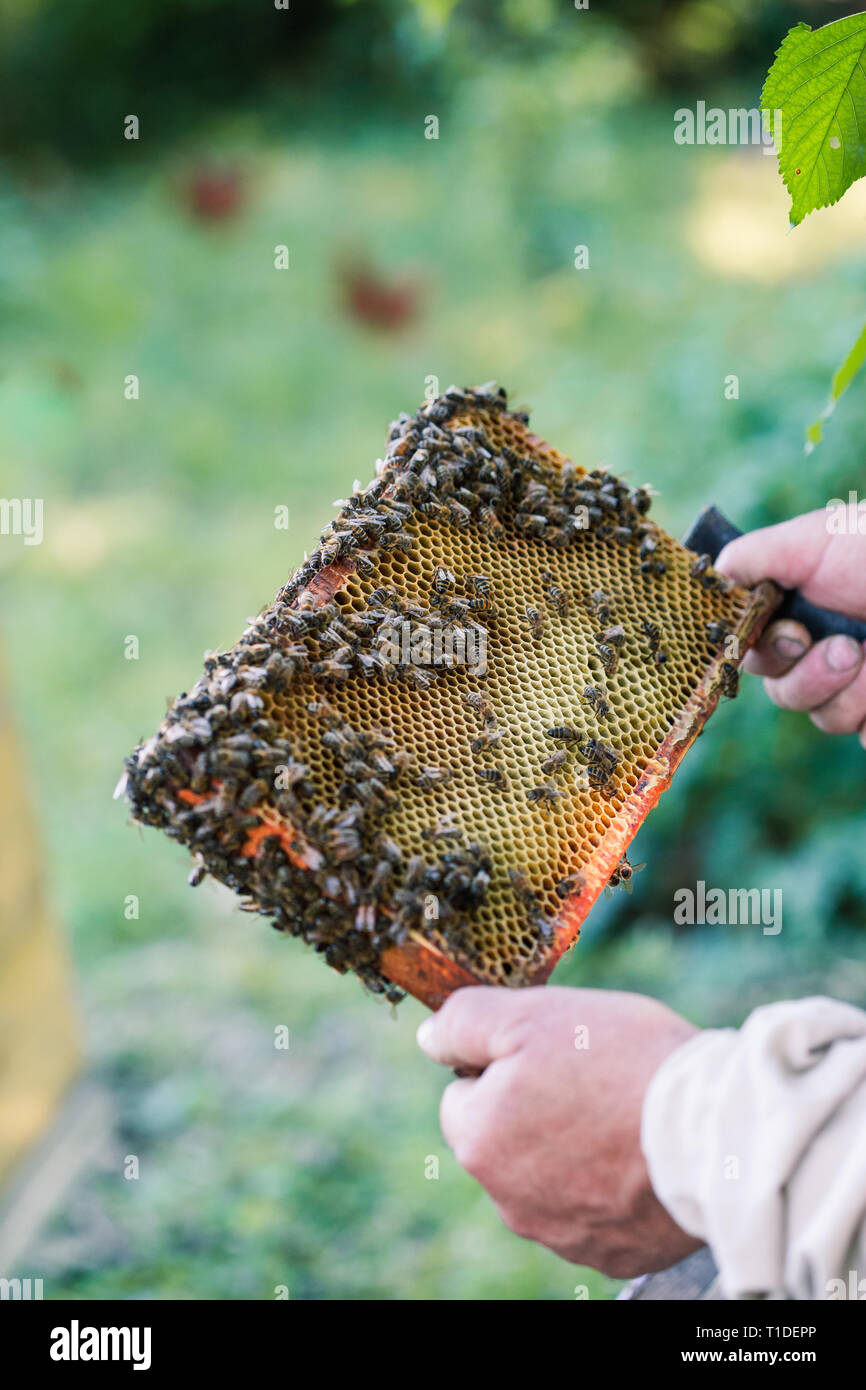 Beekeeper working in apiary, drawing out the honeycomb with bees and ...