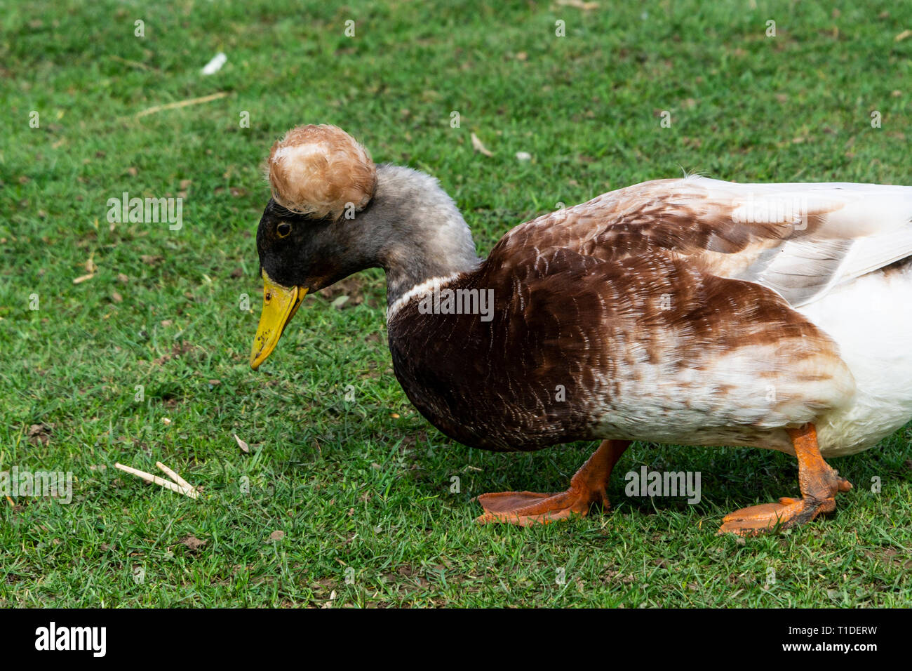 A hybrid duck with a crest Stock Photo - Alamy