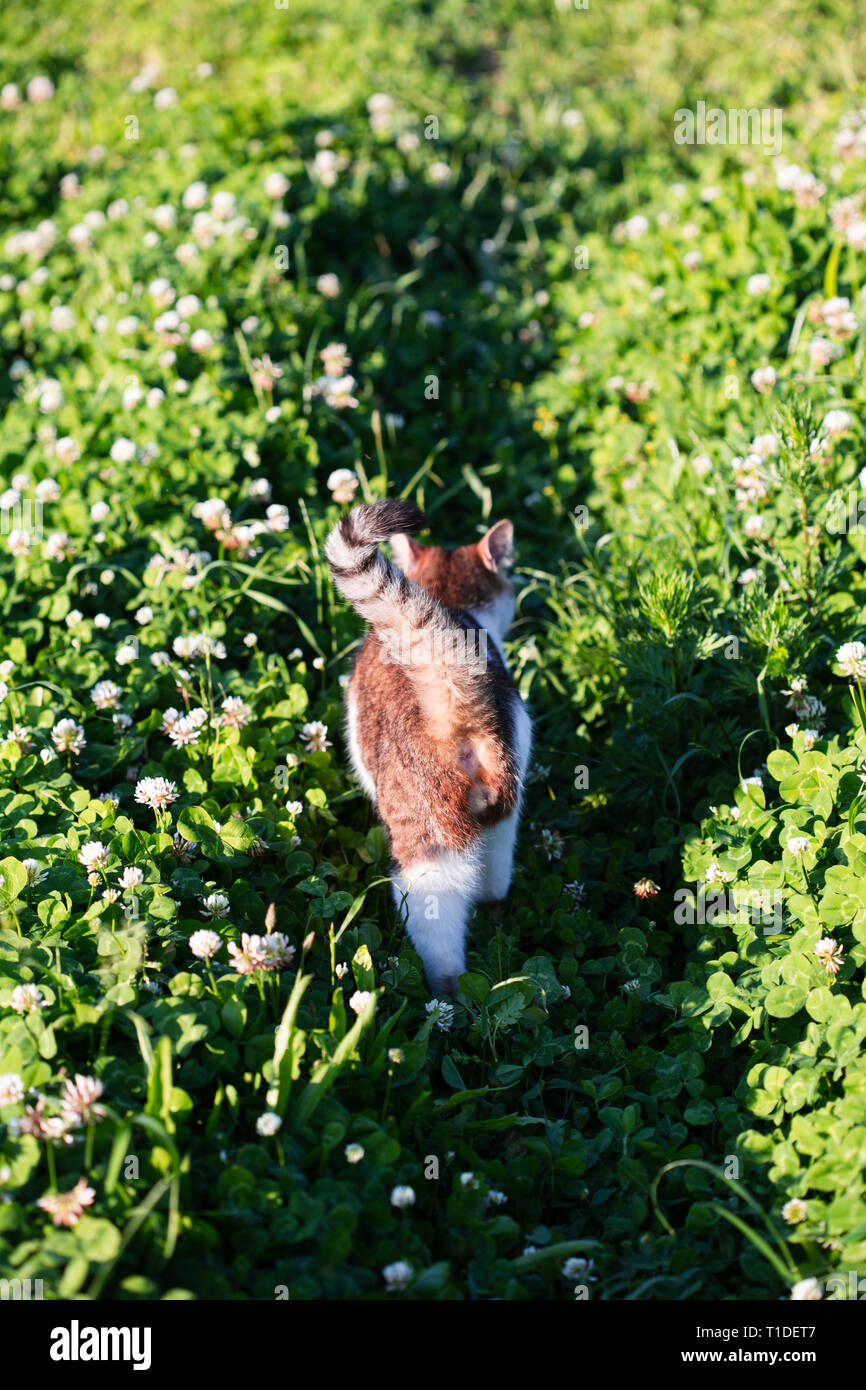 Cat head rear view hi-res stock photography and images - Alamy