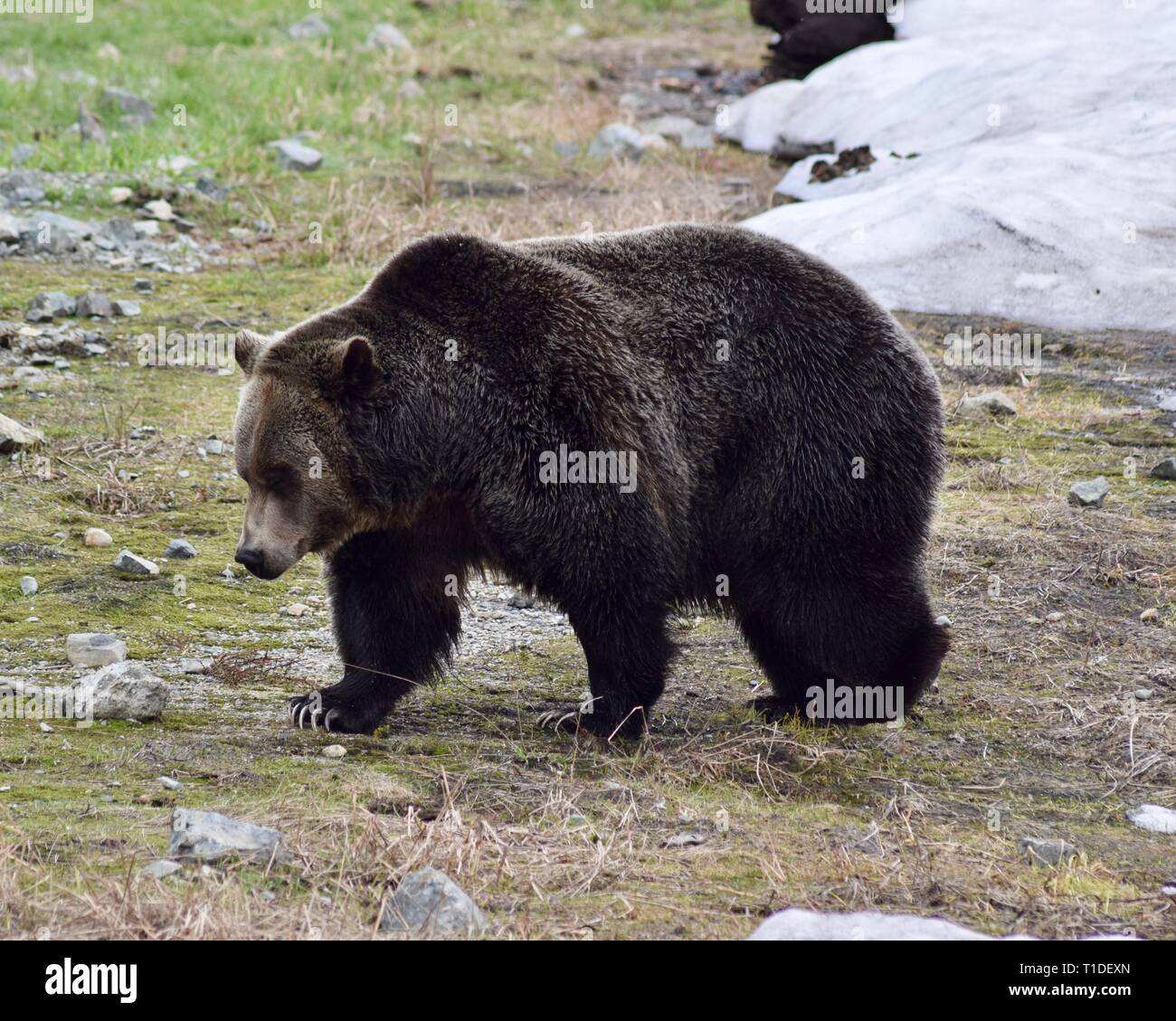 The Bear in Vancouver, Canada Stock Photo - Alamy