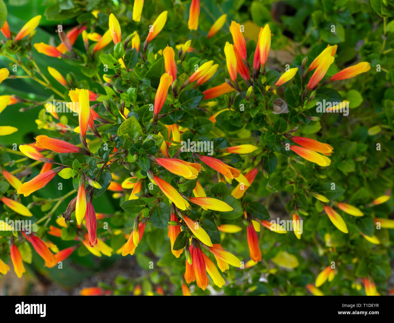 Brazilian fuchsia Justicia rizzinii Stock Photo - Alamy