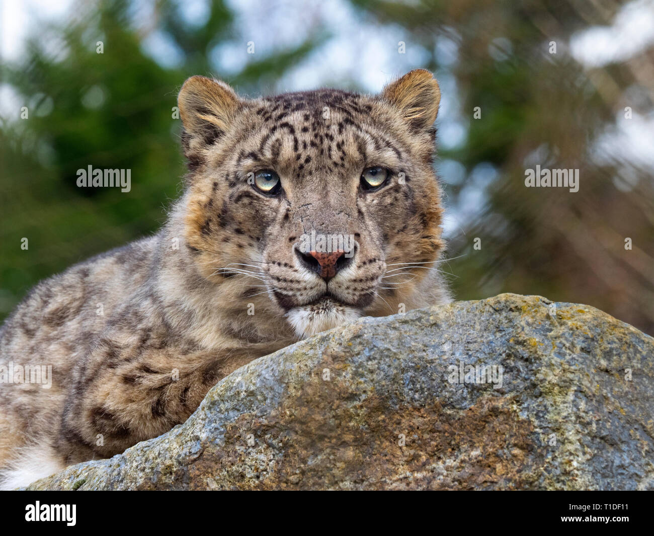 Portrait of captive Snow leopard or ounce Panthera uncia Stock Photo ...