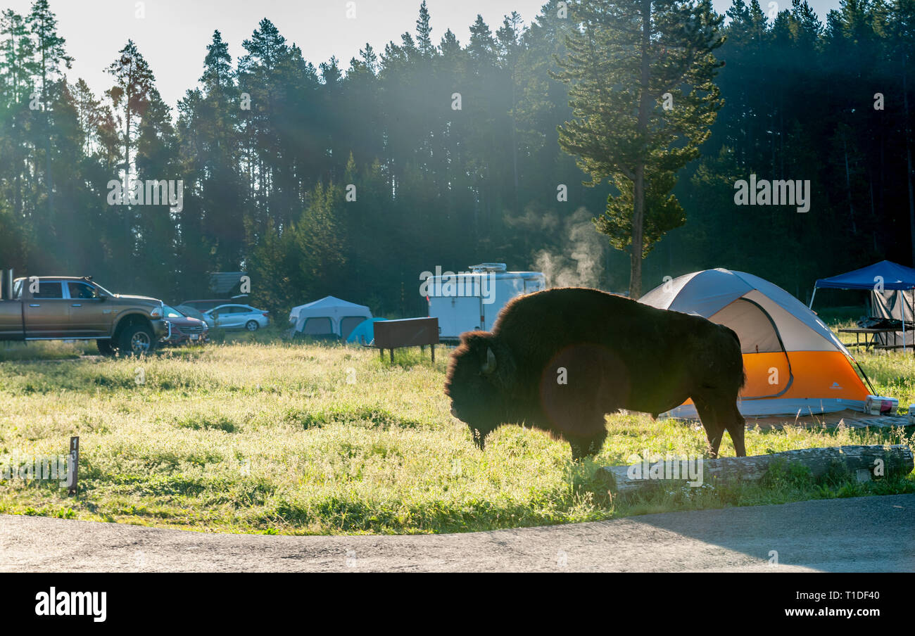 Bridge bay campground hi-res stock photography and images - Alamy