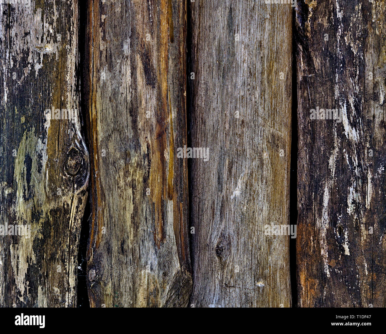 Close up detail of wood trunks texture. Nice background. Four trunks ...