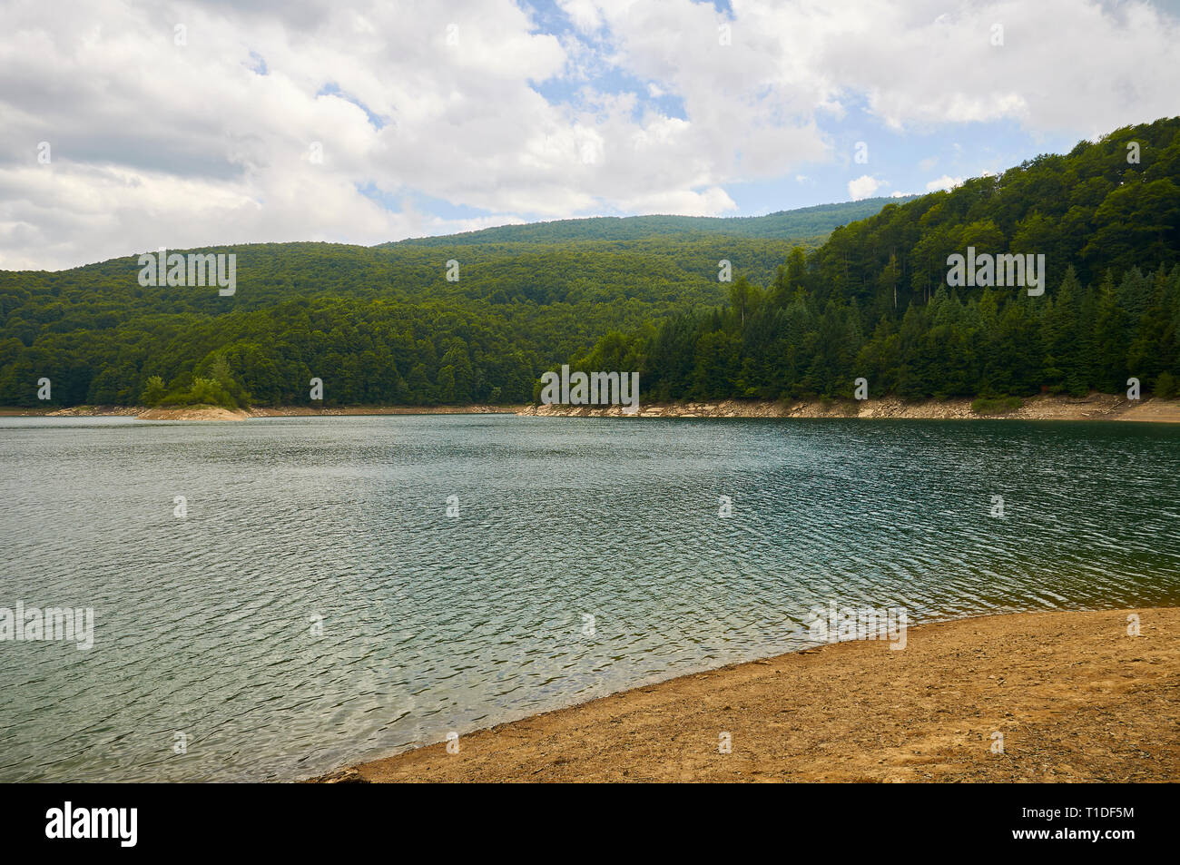 Irabia swamp in Irati Forest, surrounded by beech tree (Fagus sylvatica ...