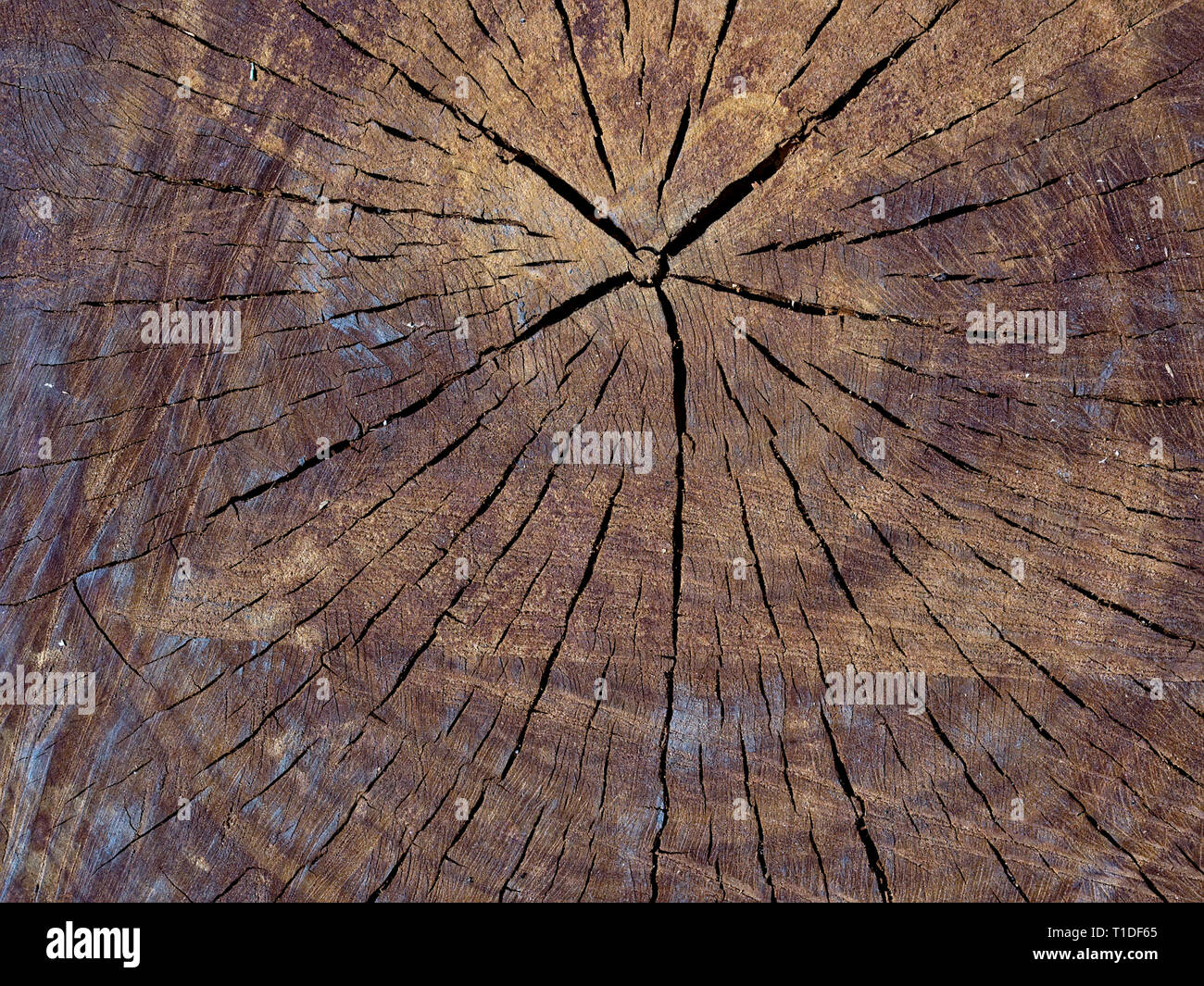 Close up of cutten tree trunk. Detail of trunk year circles. Texture ...