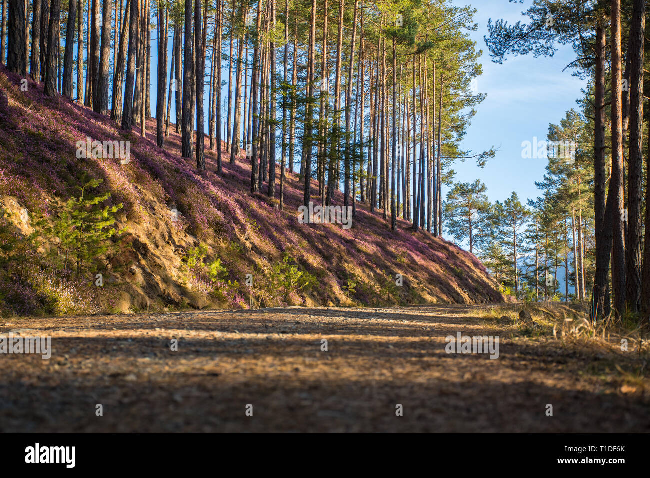 Erika green purple hi-res stock photography and images - Alamy