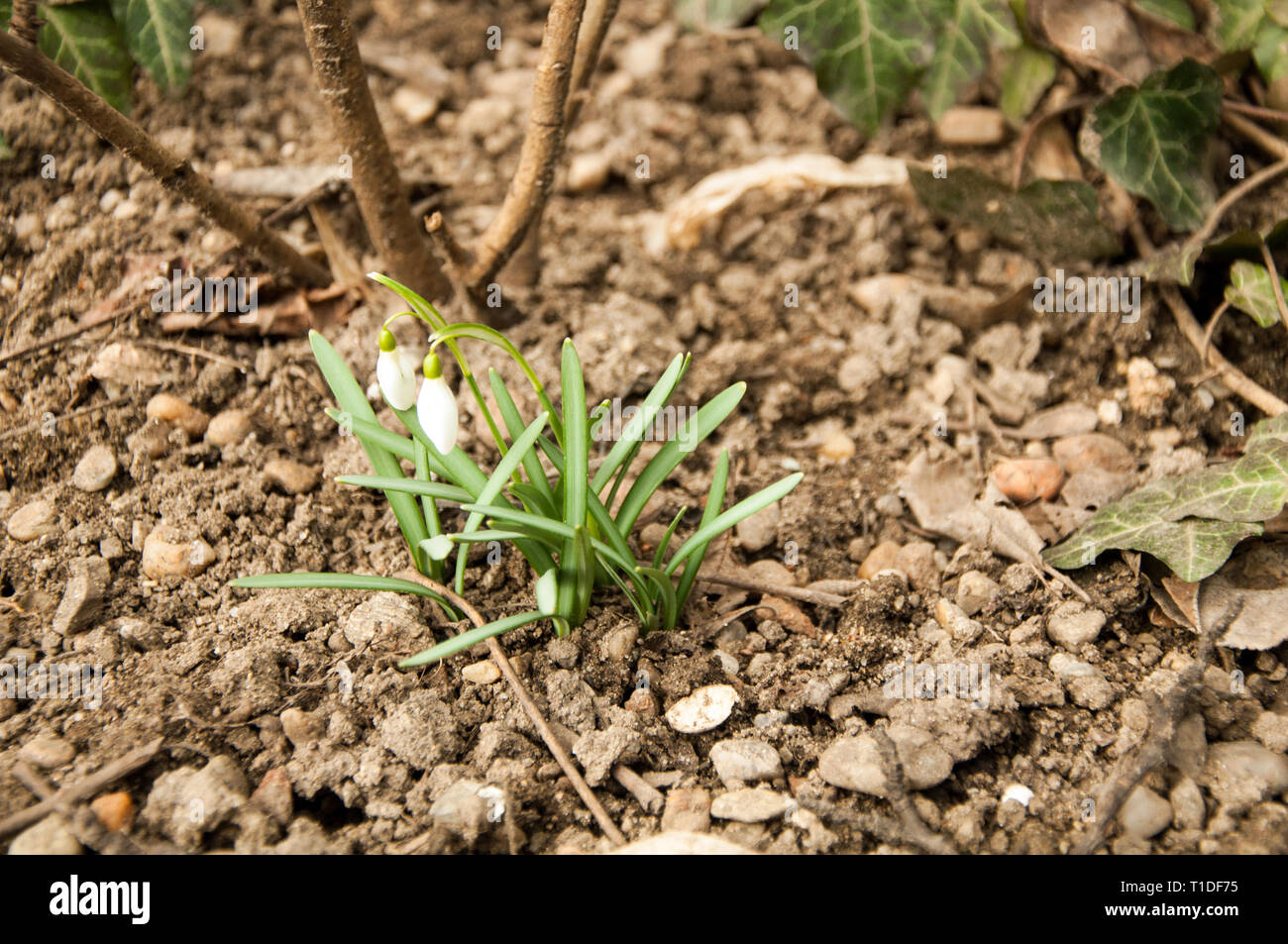 Snowdrops isolated hi-res stock photography and images - Alamy