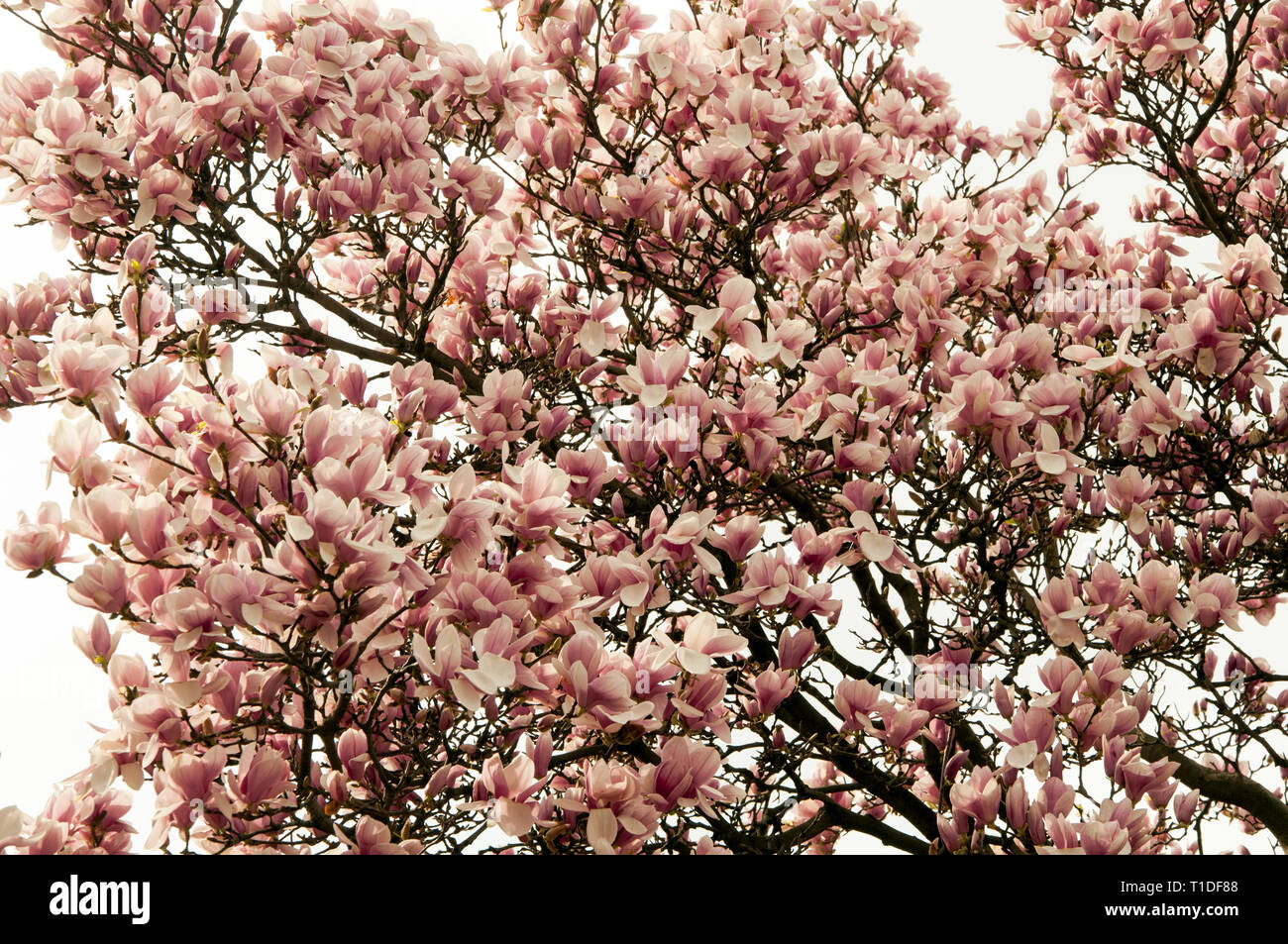 Magnolia tree isolated hi-res stock photography and images - Alamy