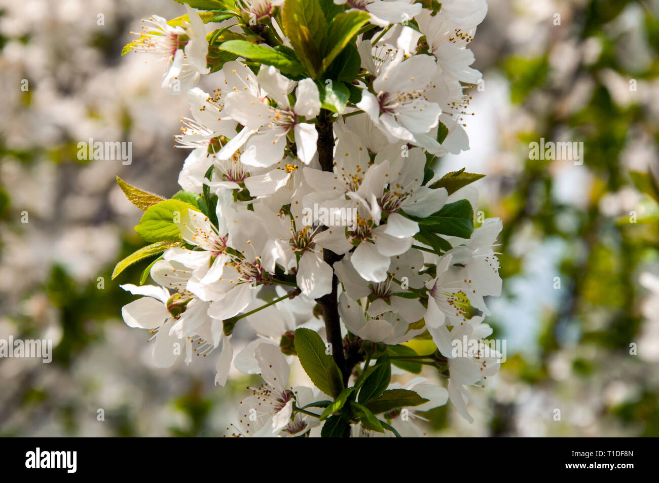Plum mirabelle flowers hi-res stock photography and images - Alamy