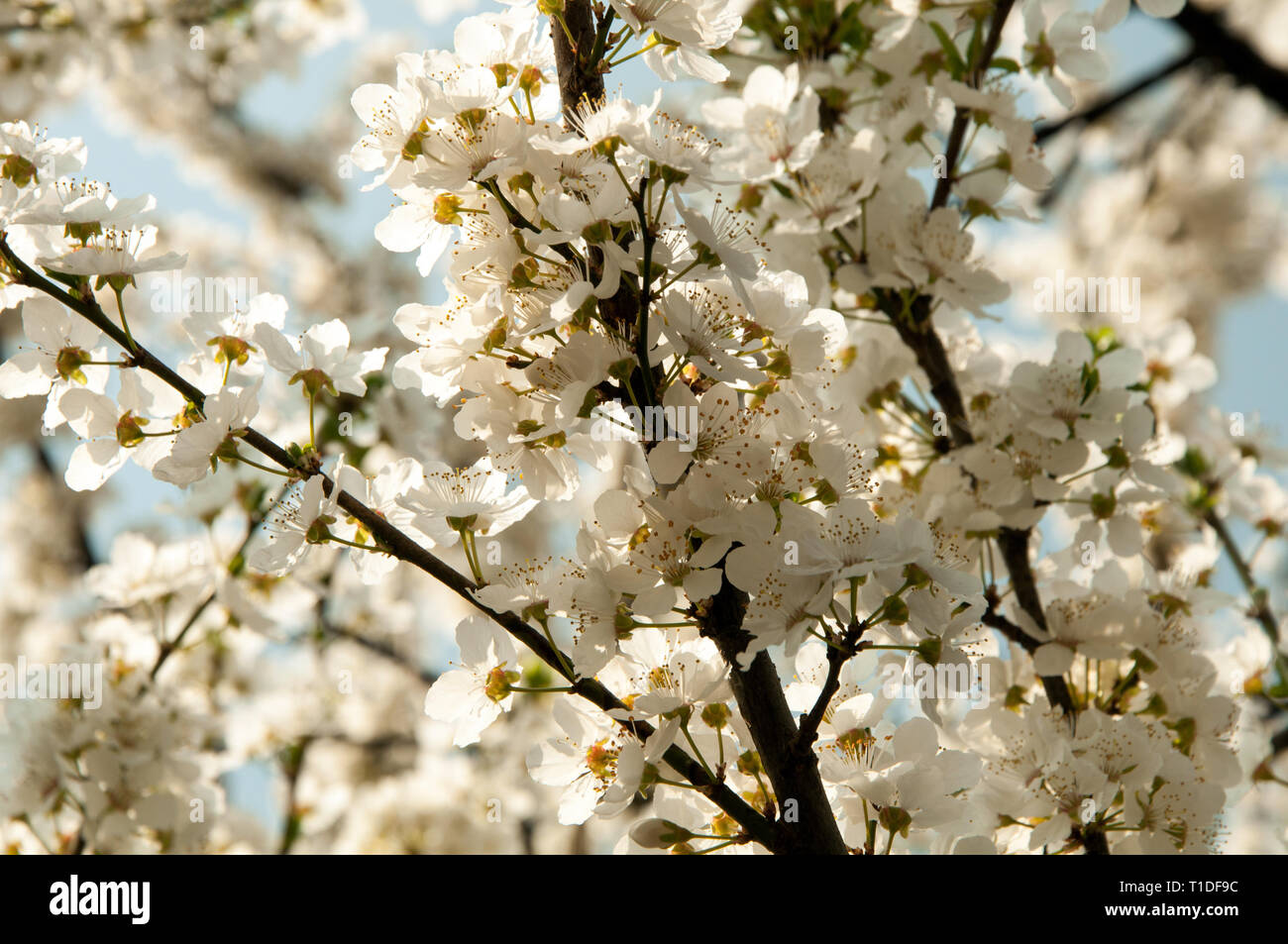 Plum mirabelle flowers hi-res stock photography and images - Alamy