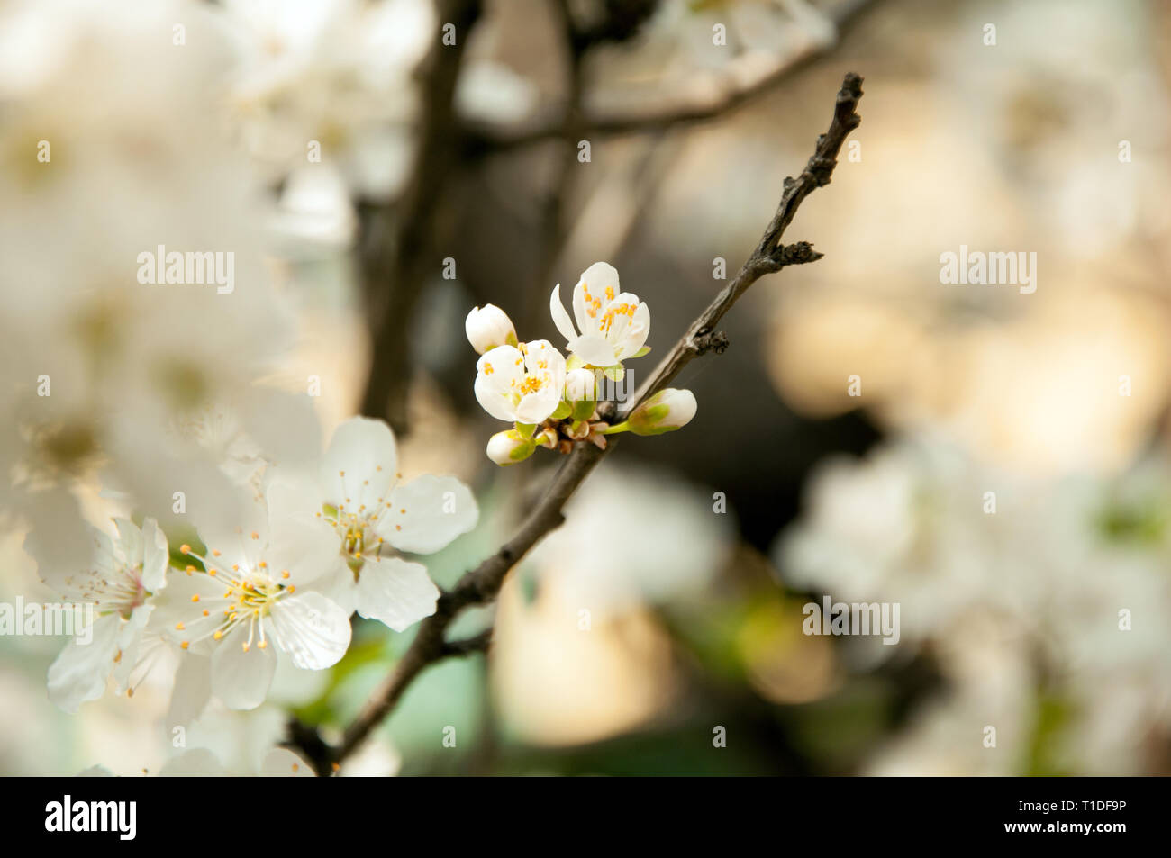 Mirabelle plum tree hi-res stock photography and images - Alamy