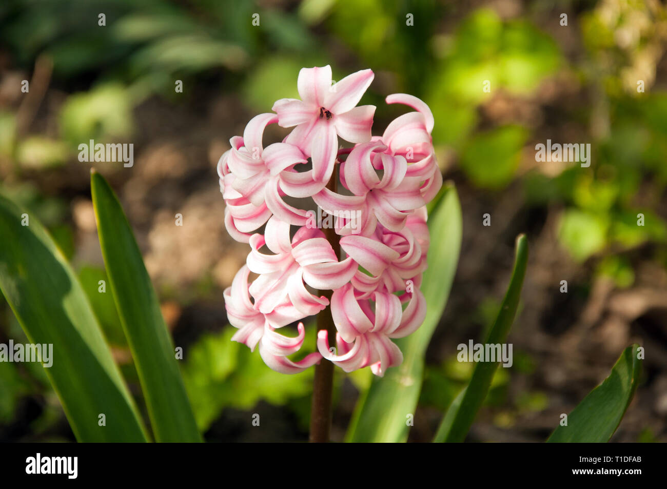 Beautiful hyacinth flower hi-res stock photography and images - Alamy