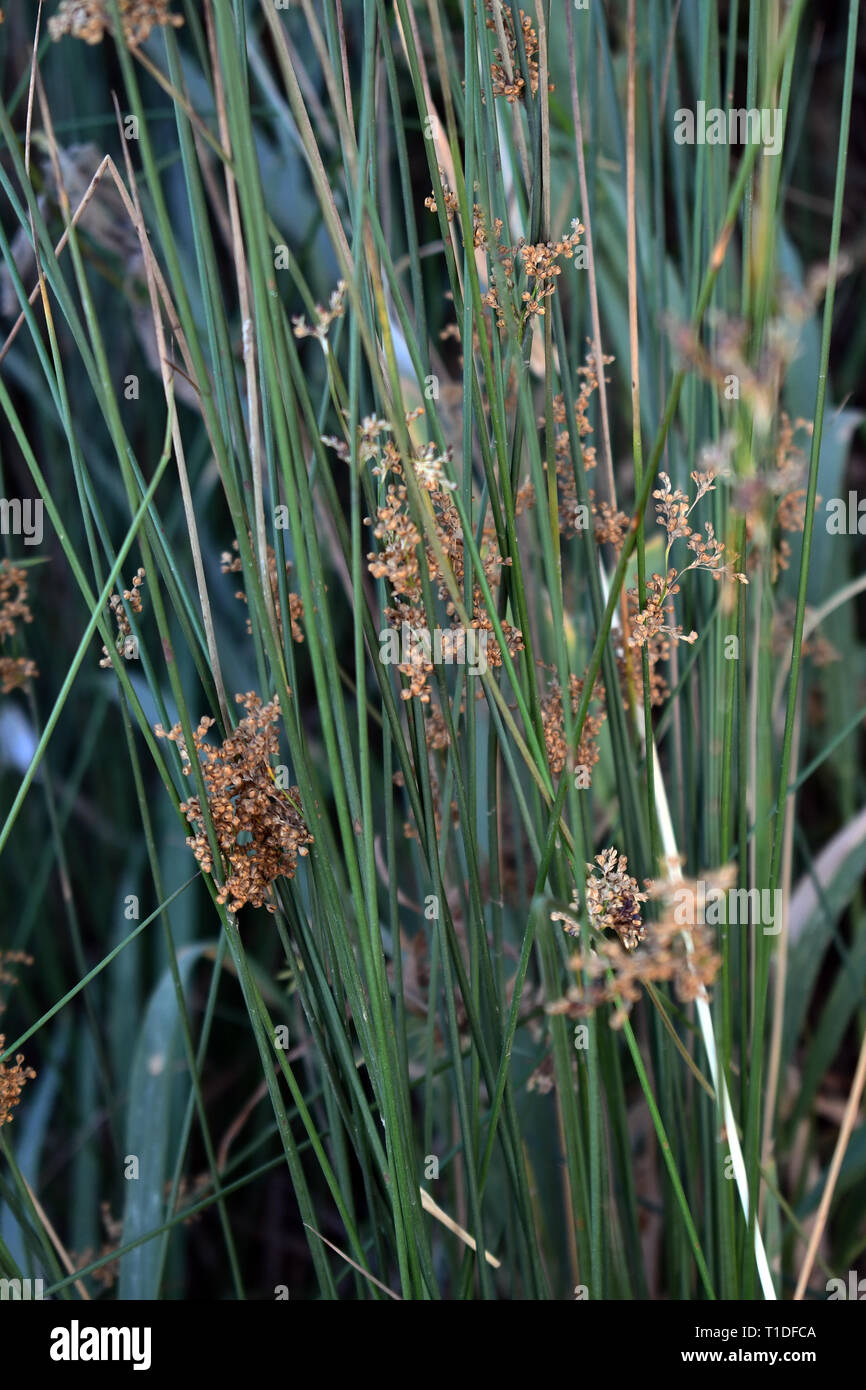 Reeds on the river bank. Marsh plant, the common reed Stock Photo - Alamy
