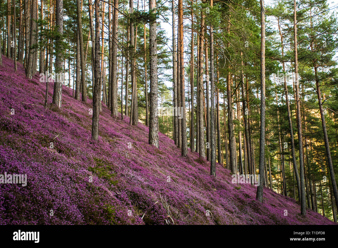 Erika green purple hi-res stock photography and images - Alamy