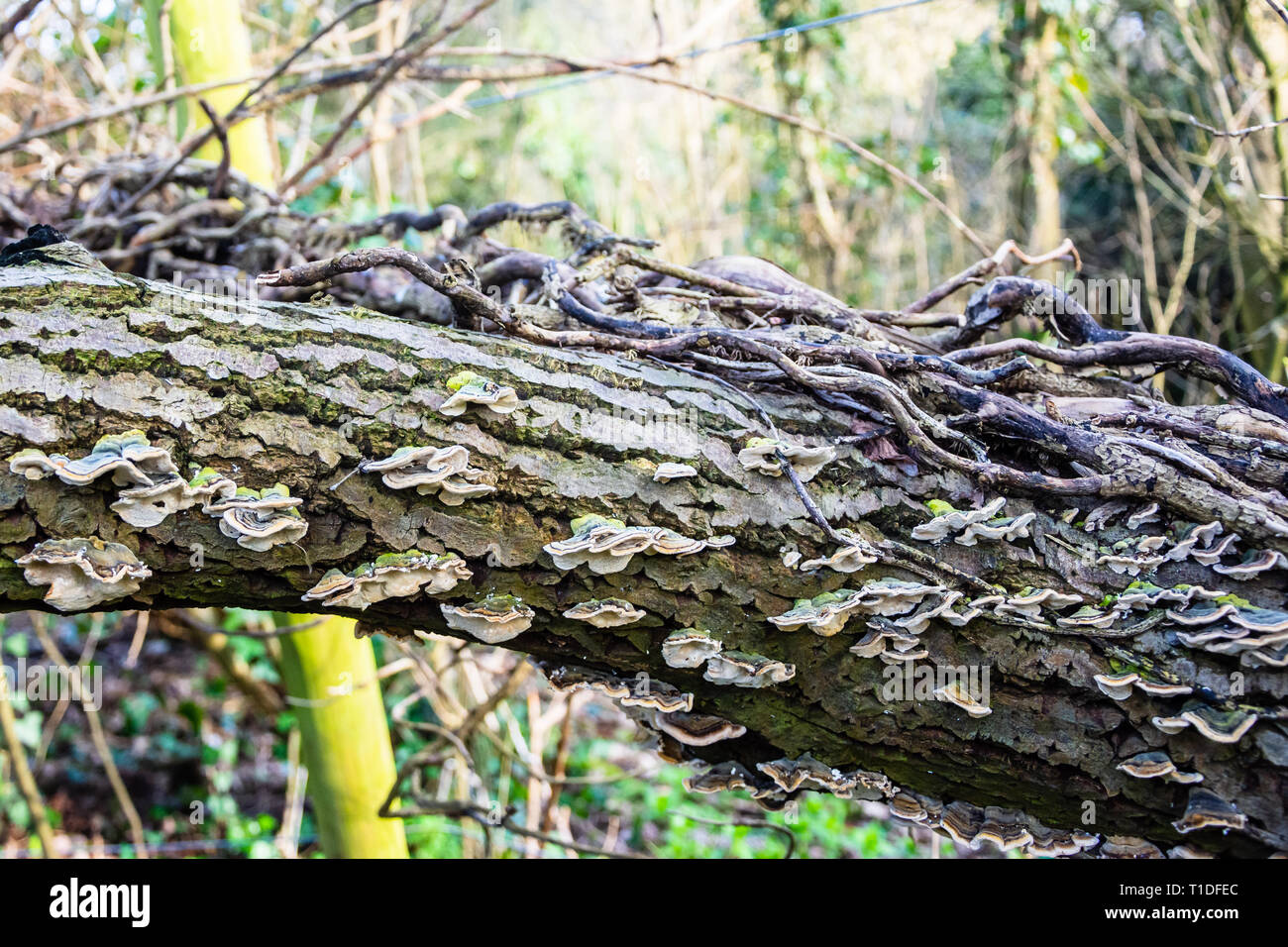 Fallen tree vines hi-res stock photography and images - Alamy