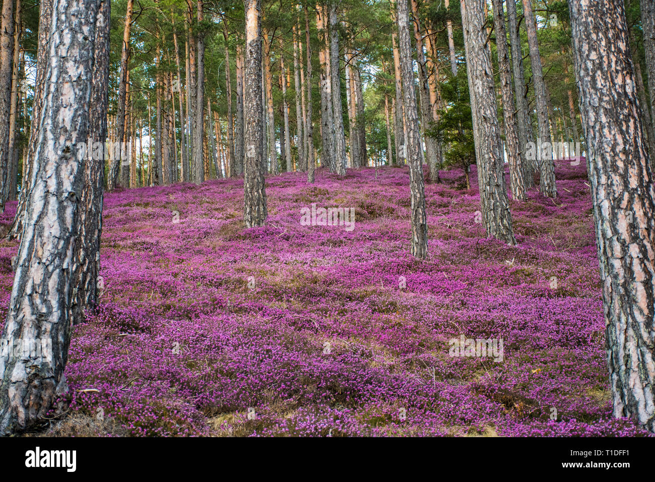 Erika green purple hi-res stock photography and images - Alamy