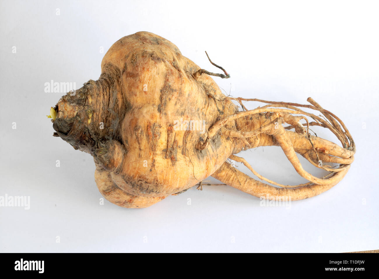 Pasternak planting on white background Stock Photo - Alamy