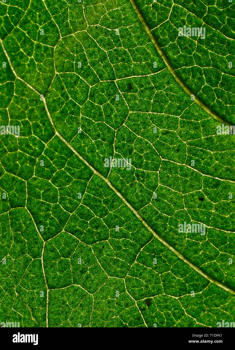 Detail of a leaf in backlight showing ribs and veins. Leaf close up ...
