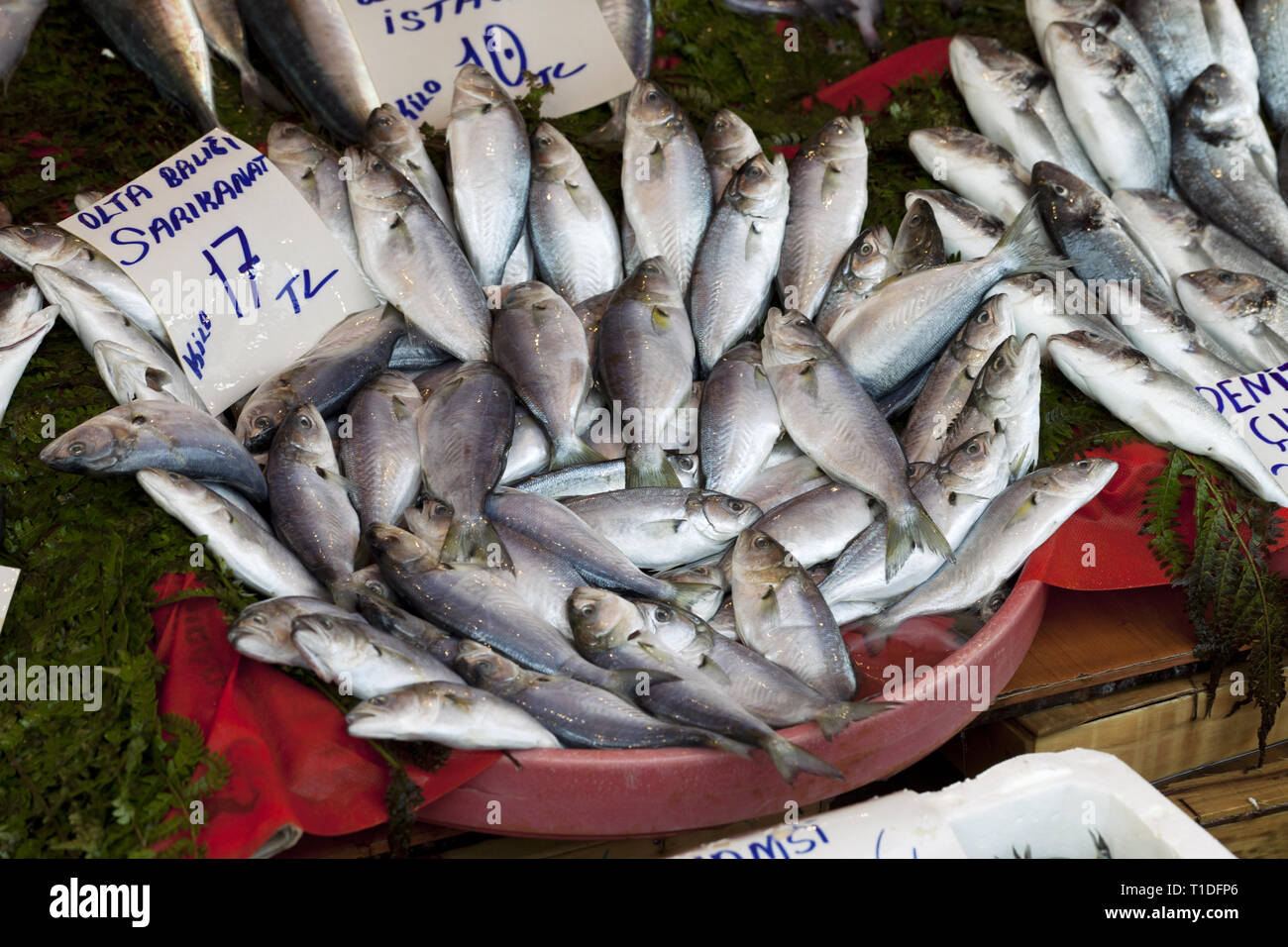 Raw wet bluefish with price tag at fish market in Istanbul, Turkey ...