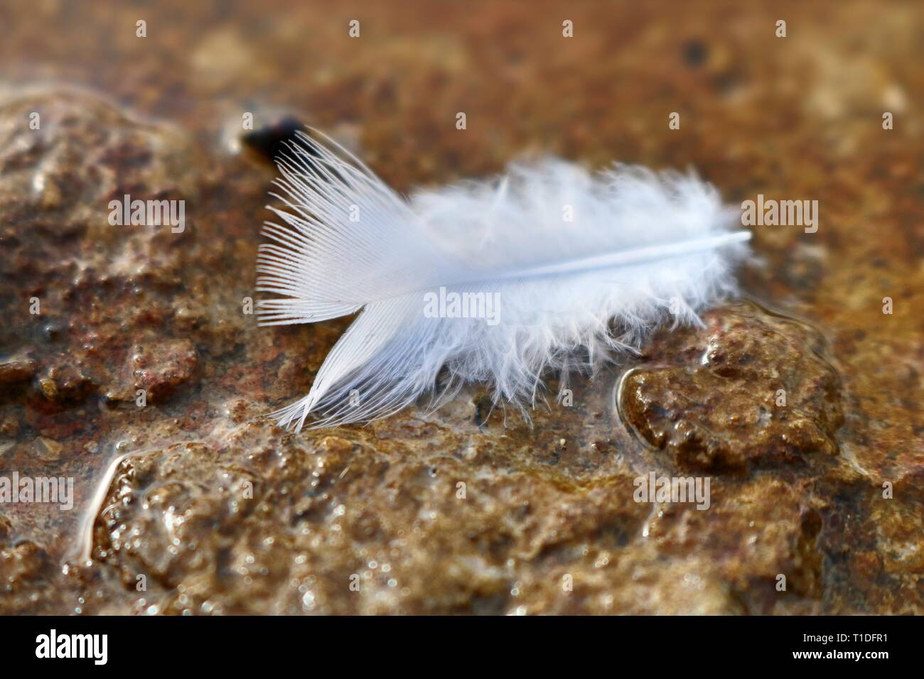 Feather on the beach Stock Photo - Alamy