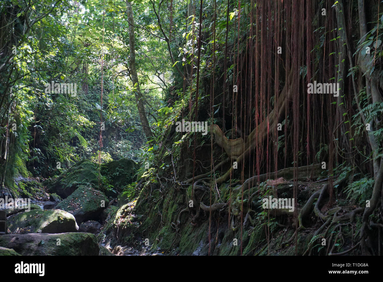 Lush undergrowth jungle vegetation in the dense rainforest of, Bali ...
