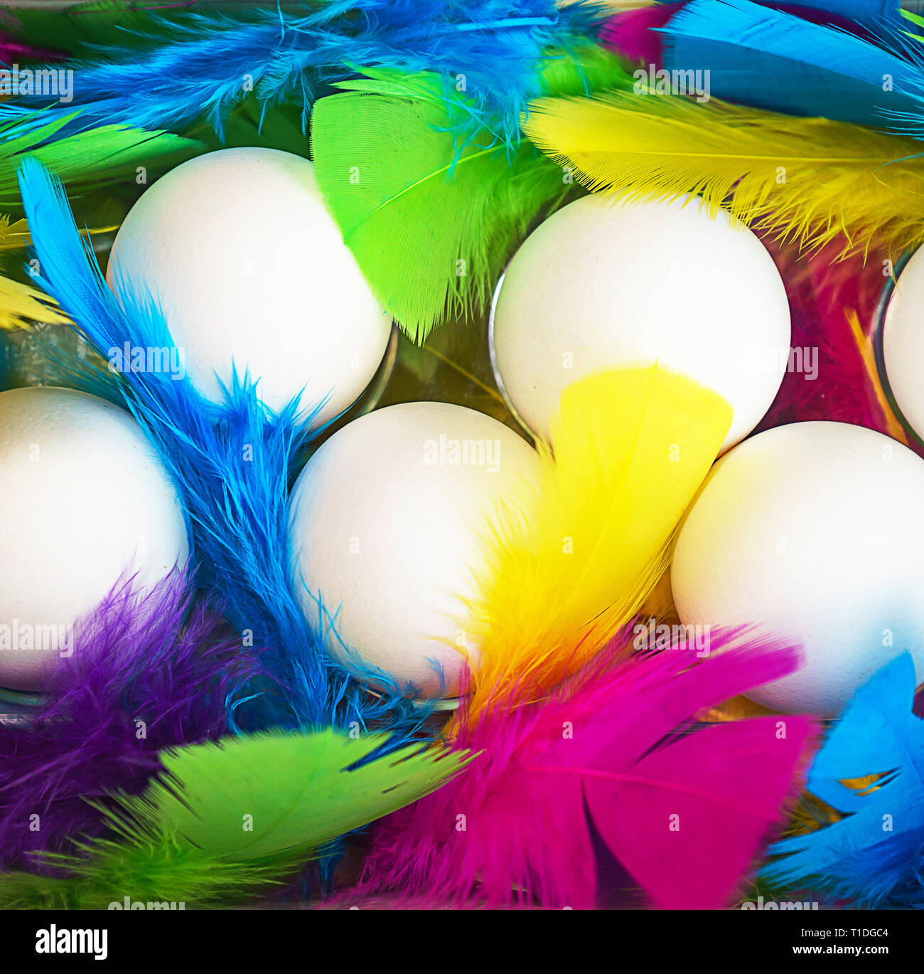 Creative layout made of white chicken eggs with colorful feathers ...