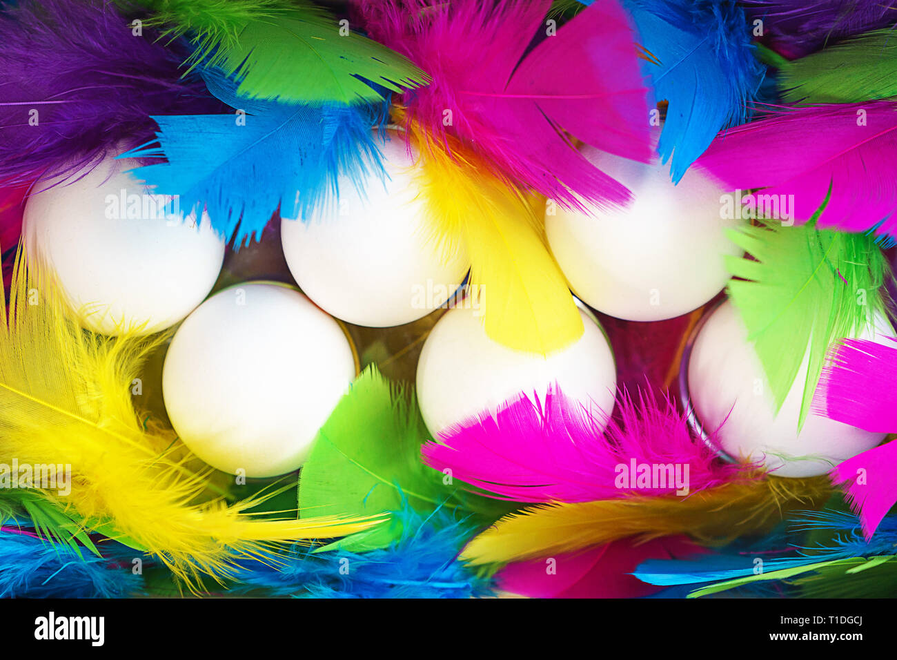 Creative layout made of white chicken eggs with colorful feathers ...