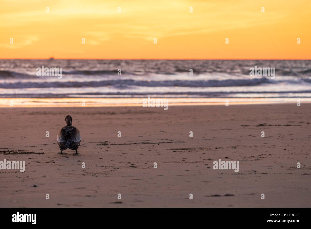 Pelican sitting hi-res stock photography and images - Alamy