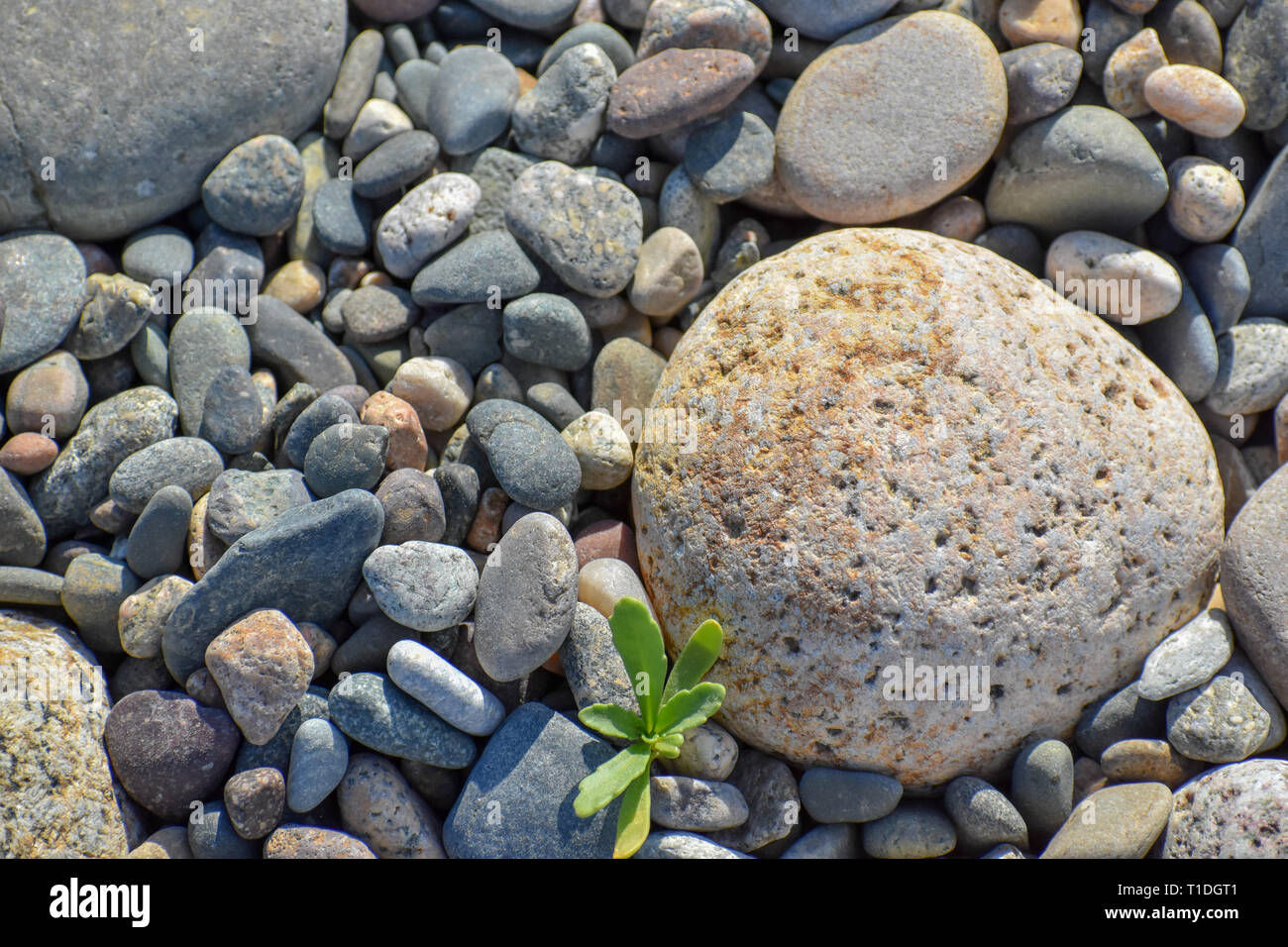 Rocks on a beach with plant growth Stock Photo - Alamy