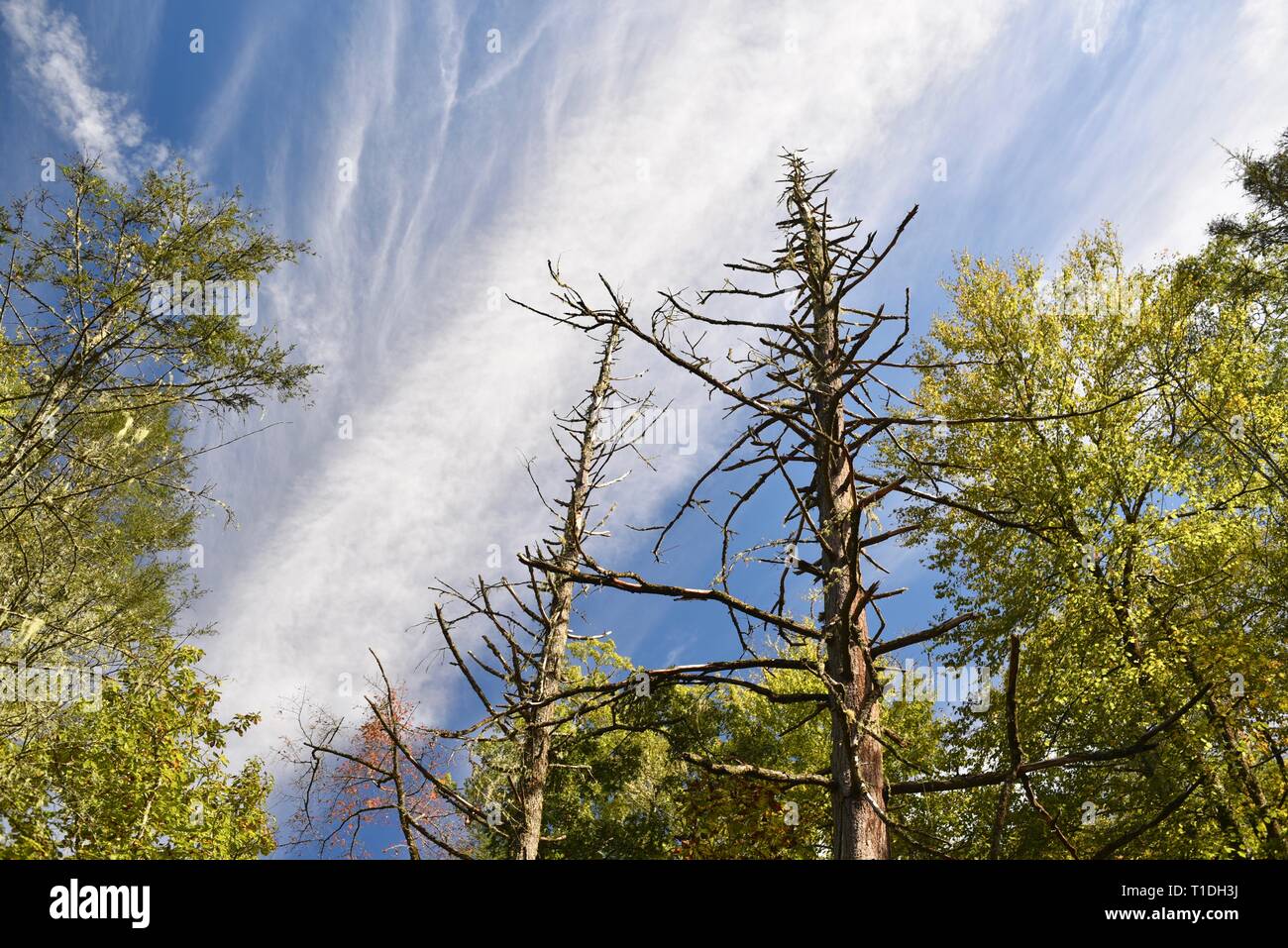 Hiking trails around John Rock, trees with clouds streaking across blue ...