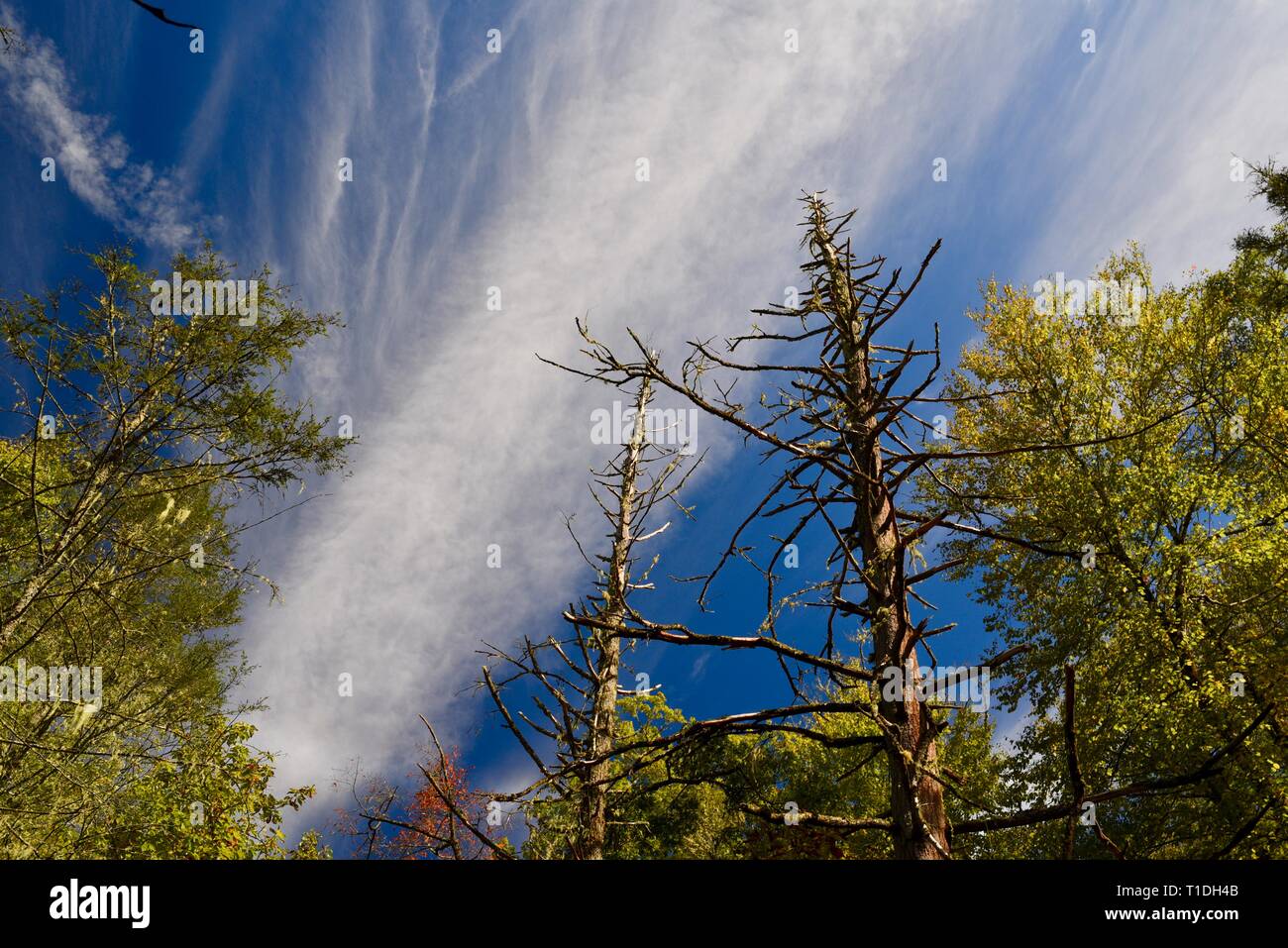 Hiking trails around John Rock, trees with clouds streaking across blue ...