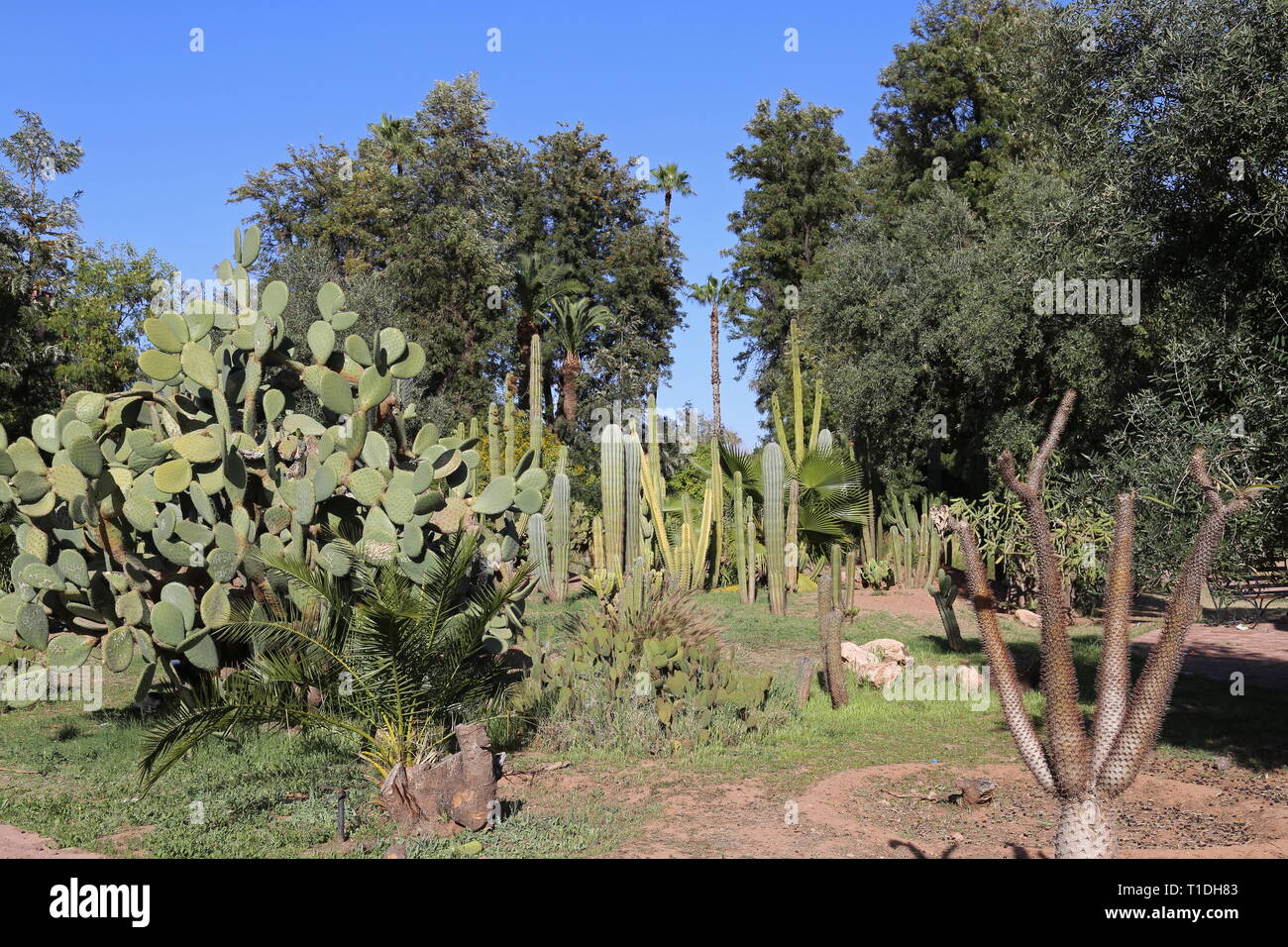 Jnane El Harti (Harti Garden), New City, Marrakesh, Marrakesh-Safi ...