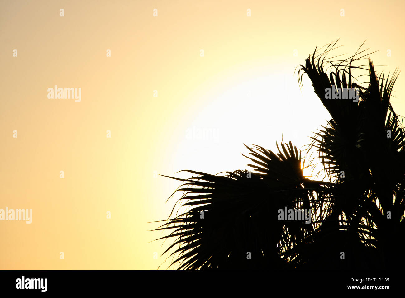 Palm tree leaves with a dramatic sunset backlight Stock Photo - Alamy