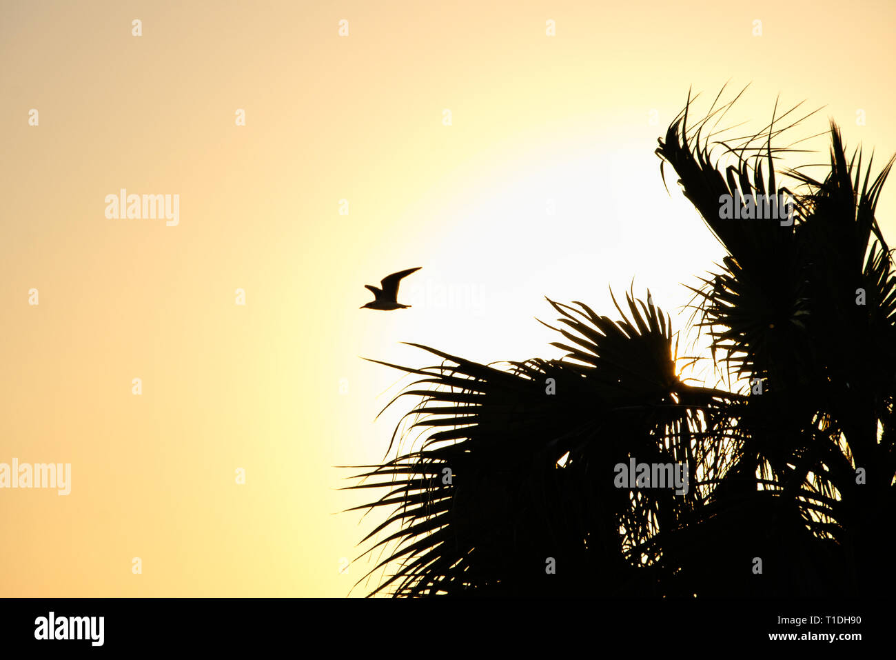 Palm tree leaves with a dramatic sunset backlight Stock Photo - Alamy