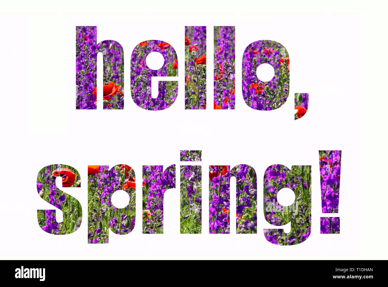 Spring card with lettering Hello spring. Red and purple flowers field ...