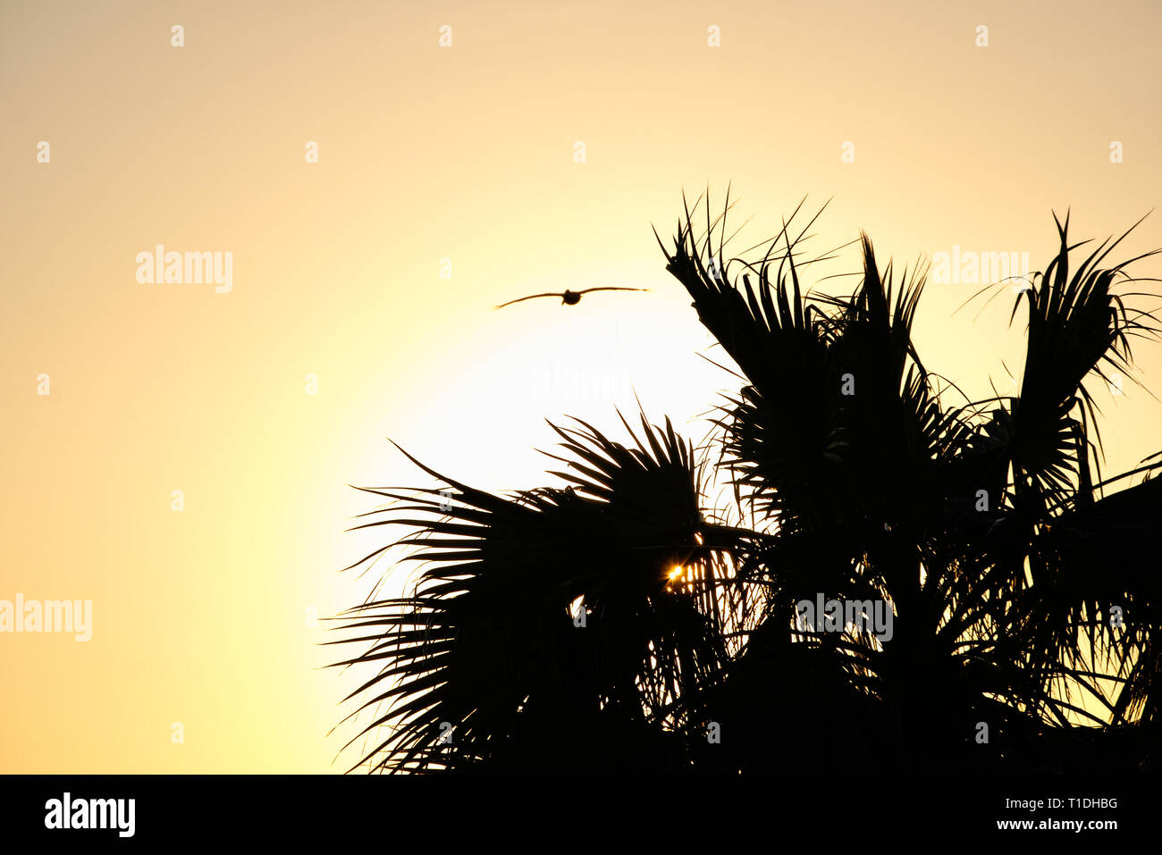 Palm tree leaves with a dramatic sunset backlight Stock Photo - Alamy