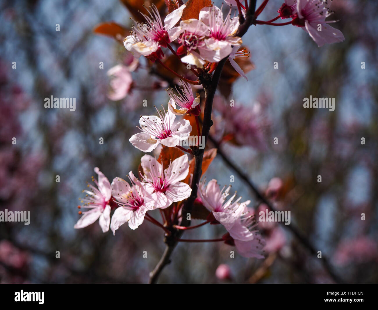 Floral blooms pretty pink stamens hi-res stock photography and images ...