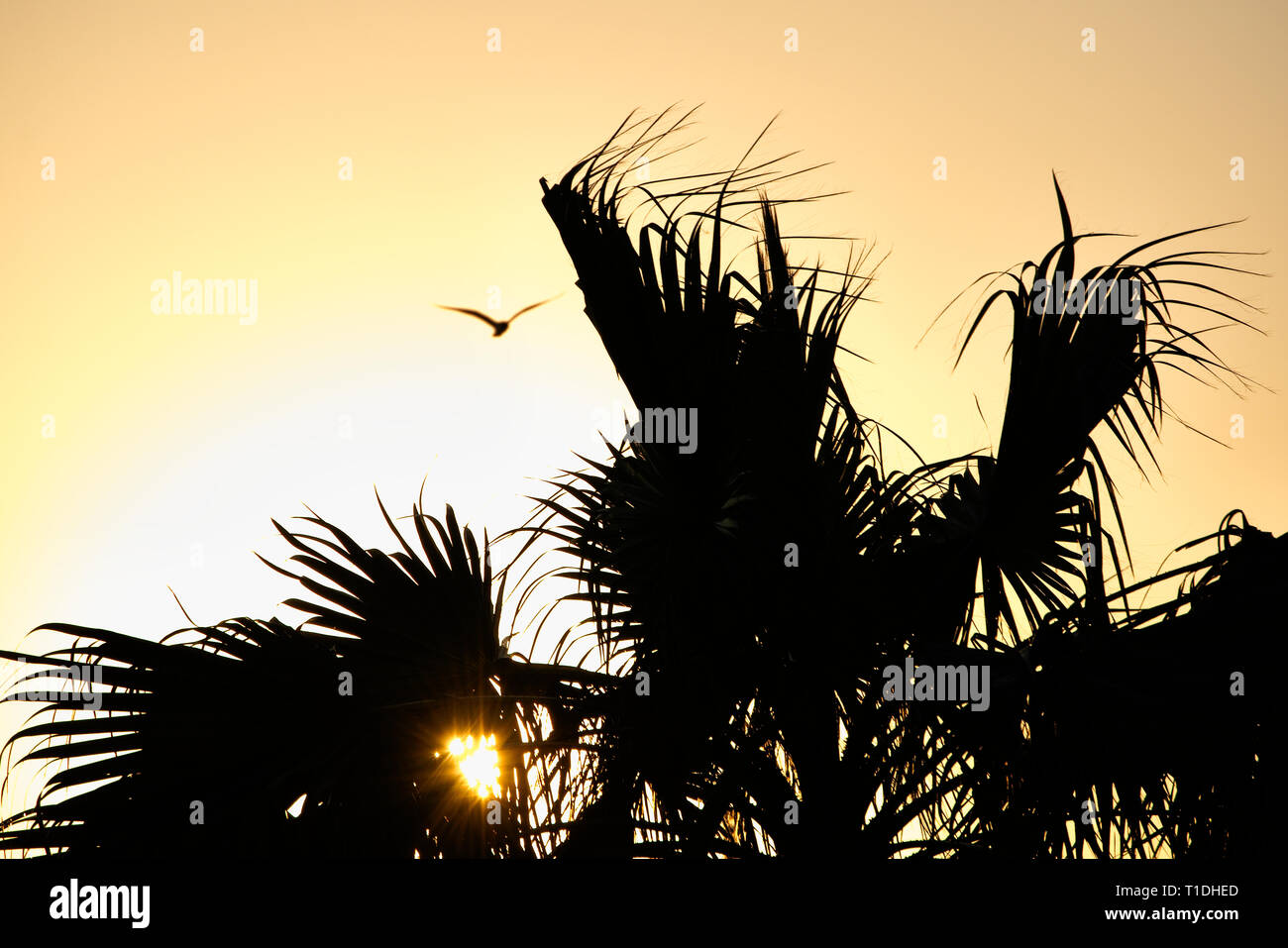Palm tree leaves with a dramatic sunset backlight Stock Photo - Alamy